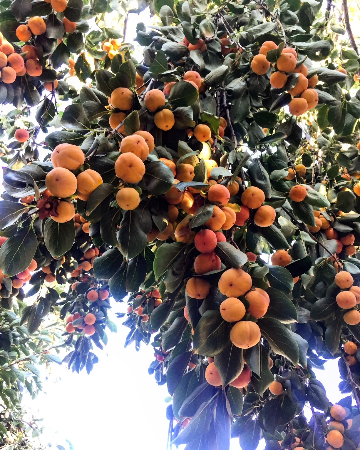 Need Help: Pawpaw, Persimmon, and Elderberry Pics! - Page 2 - General ...