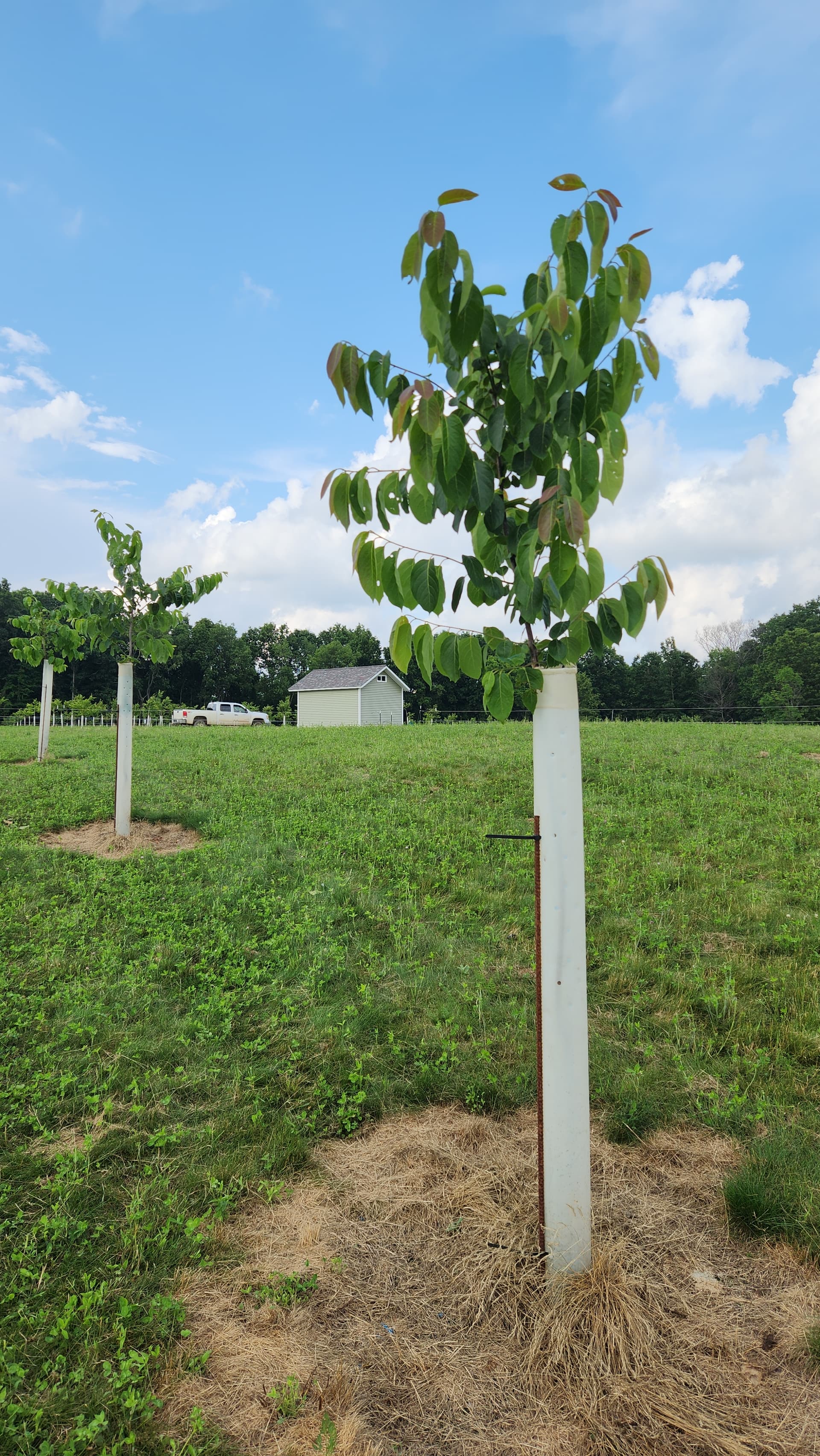 Damage on persimmon trunks and branches - General Fruit Growing ...