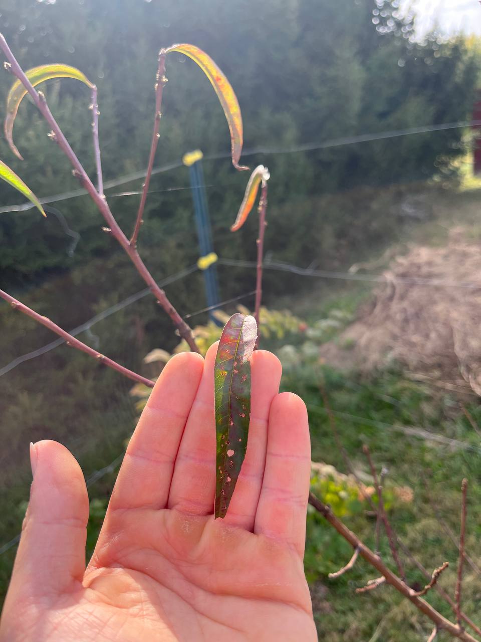 Peach Tree Fungal Issues in PA 6b - General Fruit Growing - Growing Fruit