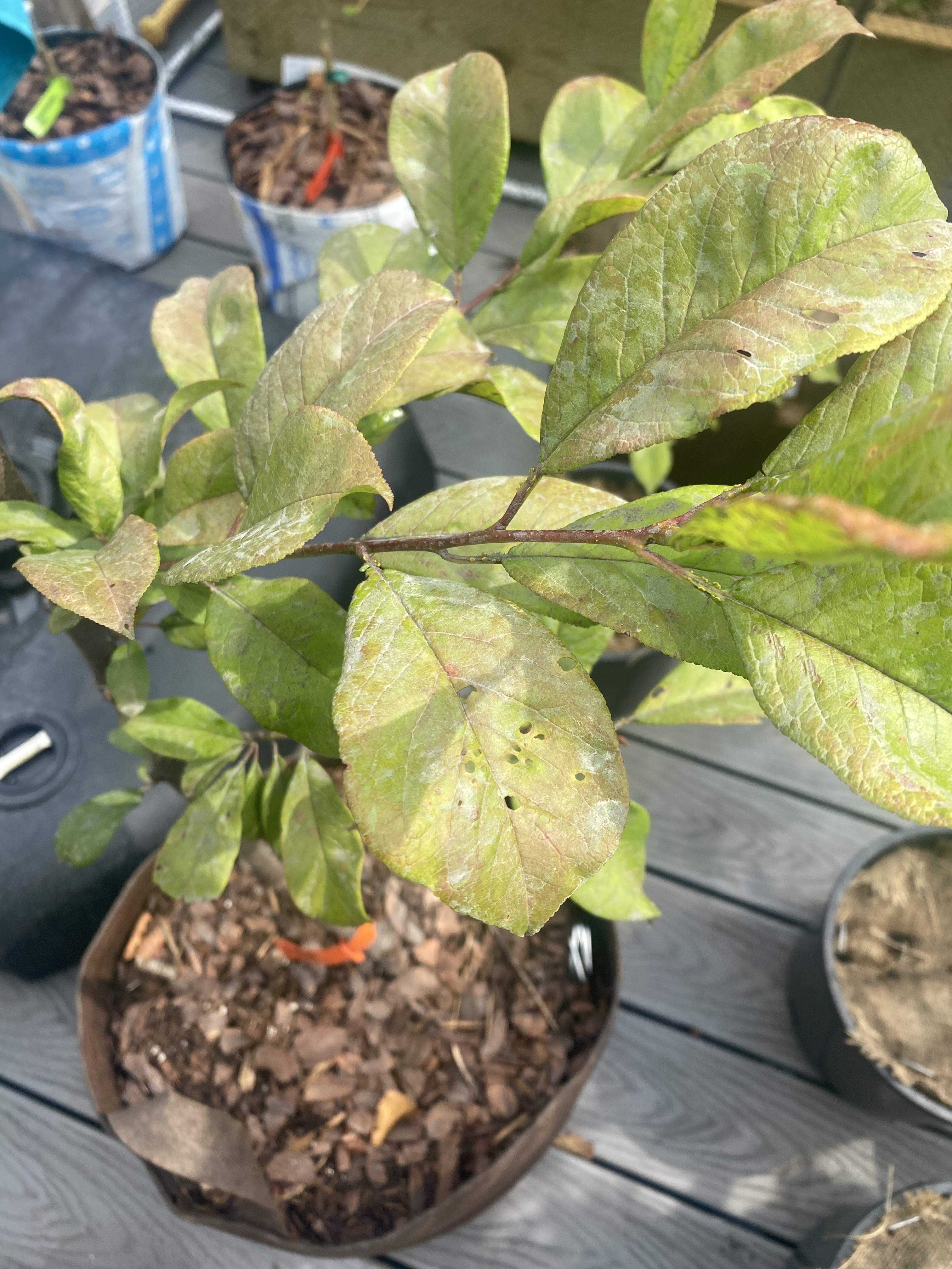 Stone fruit Shot Hole (Coryneum blight) - General Fruit Growing ...