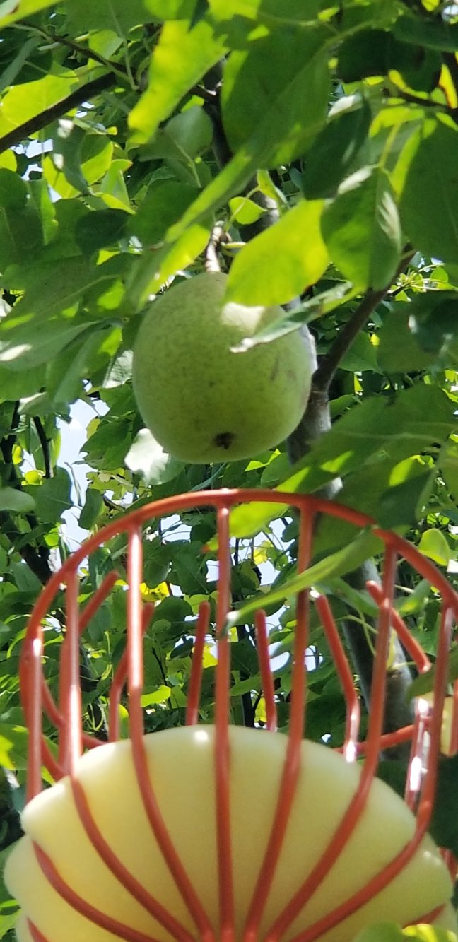 Biscamp Pear - Pollination - General Fruit Growing - Growing Fruit