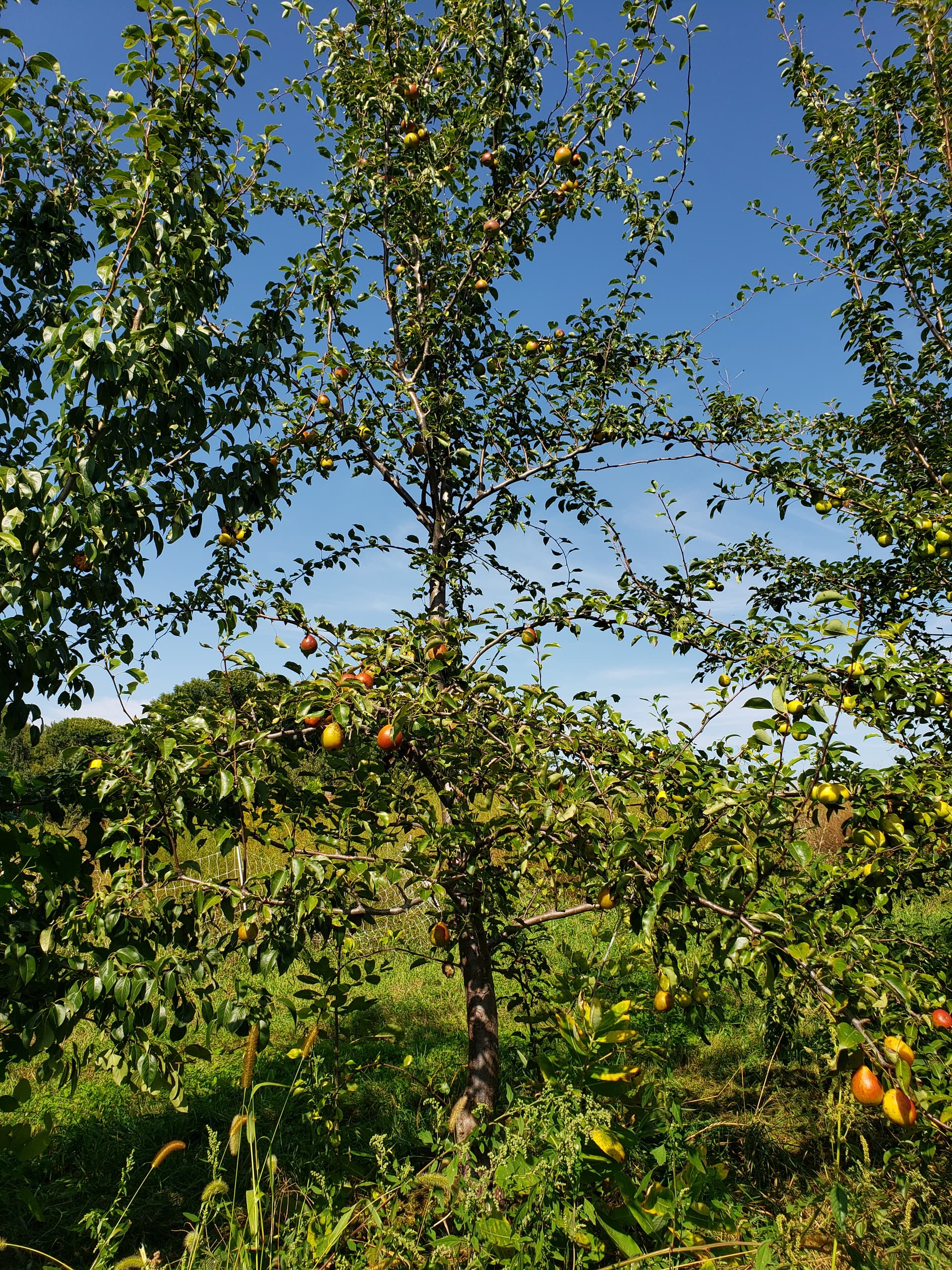 Pear Roostock ID - 87 or 97? - General Fruit Growing - Growing Fruit