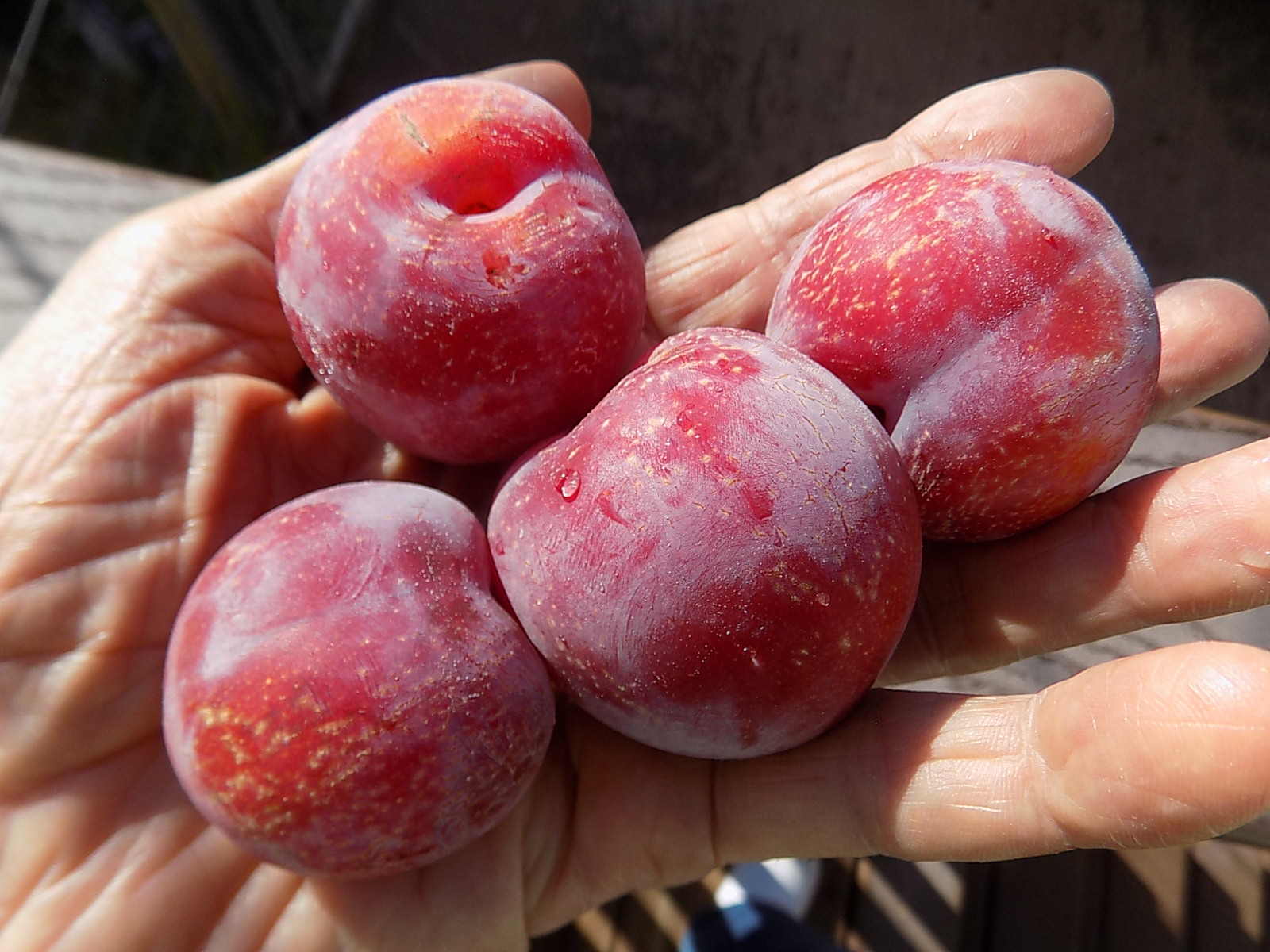 Something close to trader joes cherry plums - General Fruit Growing ...