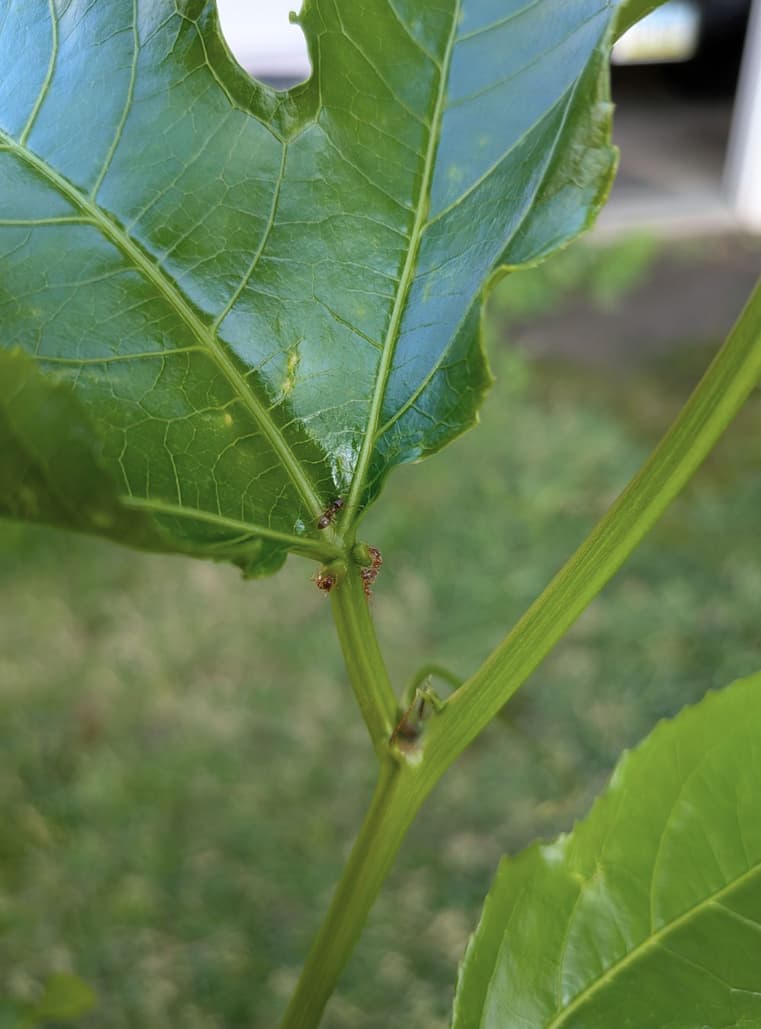 PassionFruit 2025 - Page 3 - General Fruit Growing - Growing Fruit