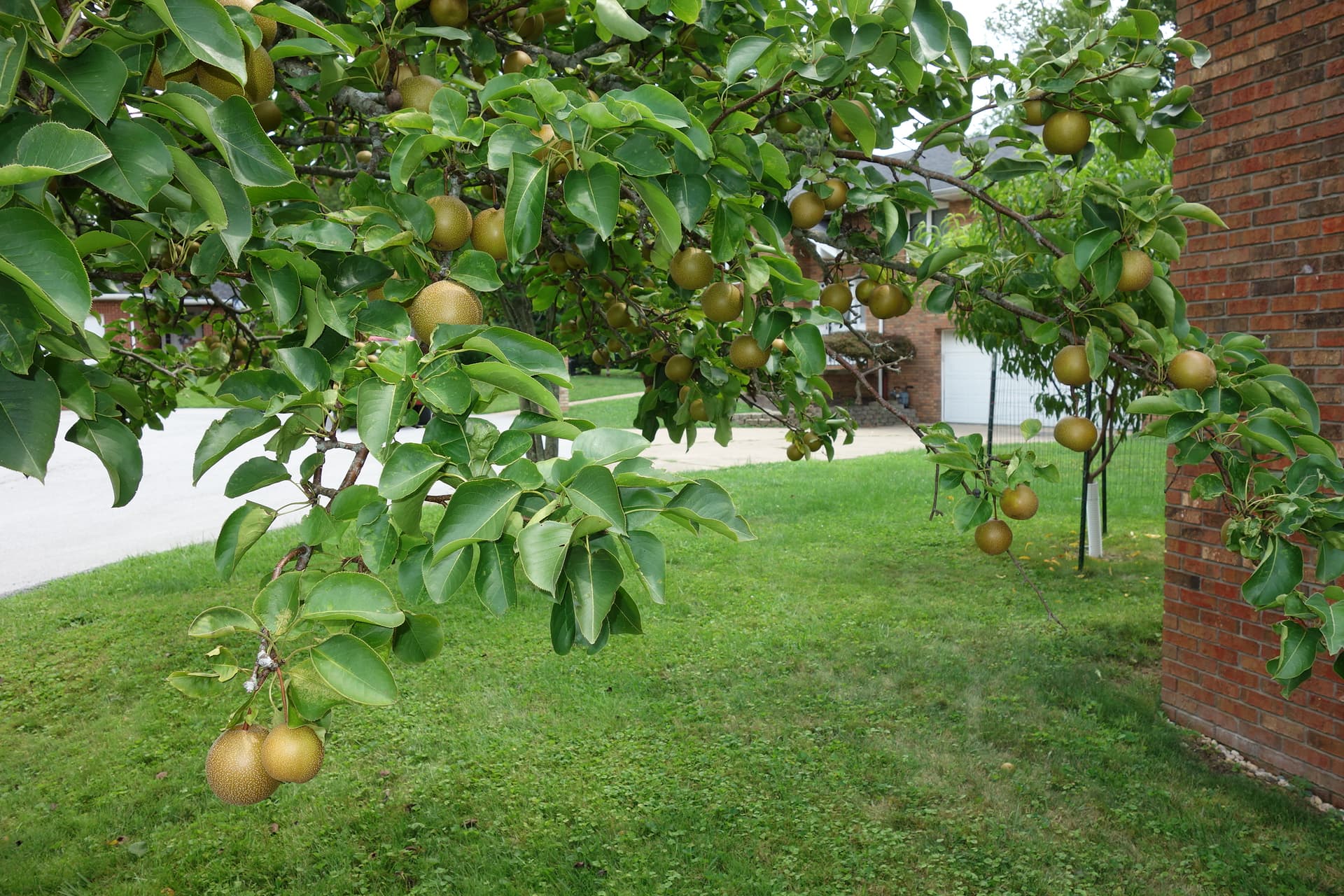 Best Asian Pear crop so far in 20 years - General Fruit Growing ...