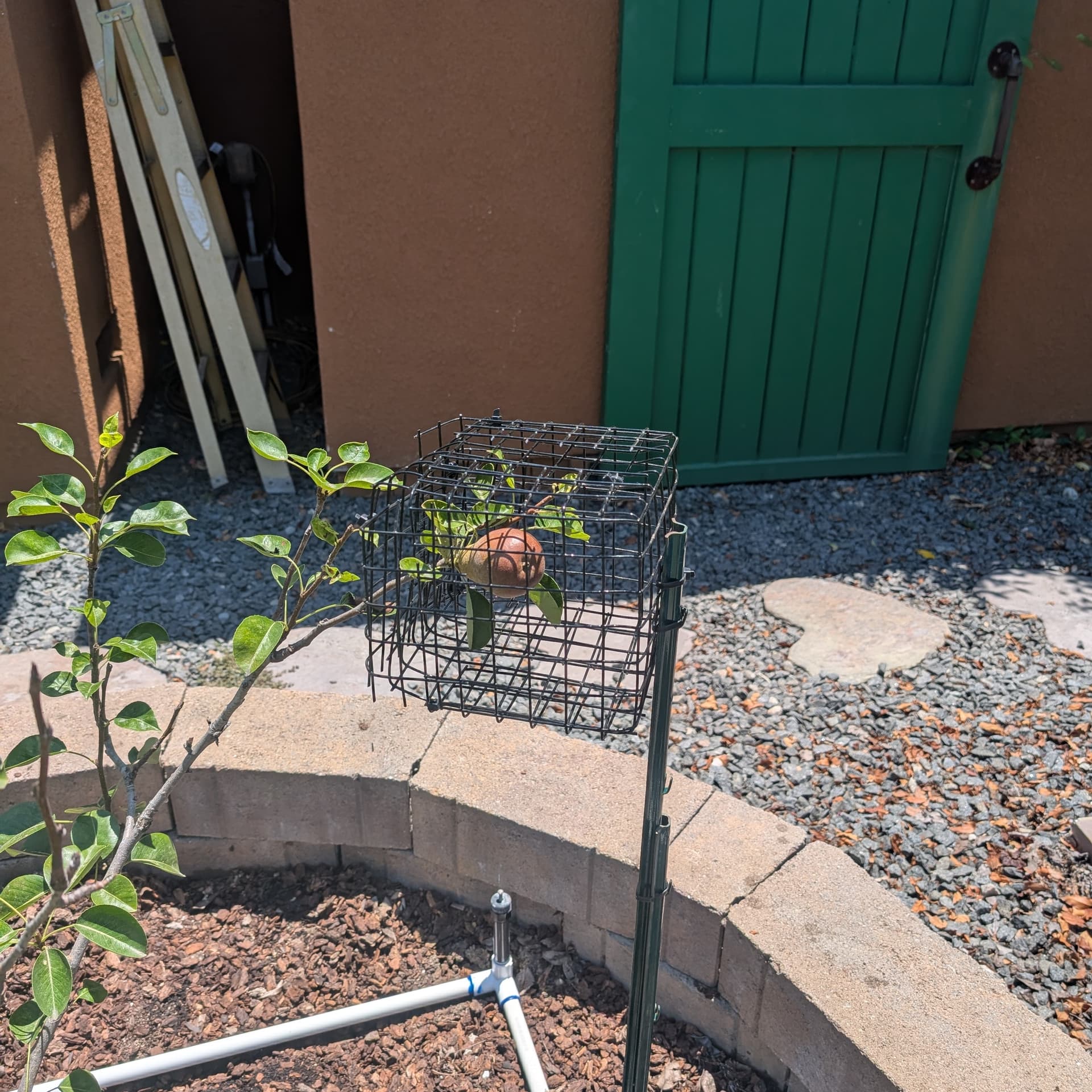 Individual fruit cages - General Fruit Growing - Growing Fruit