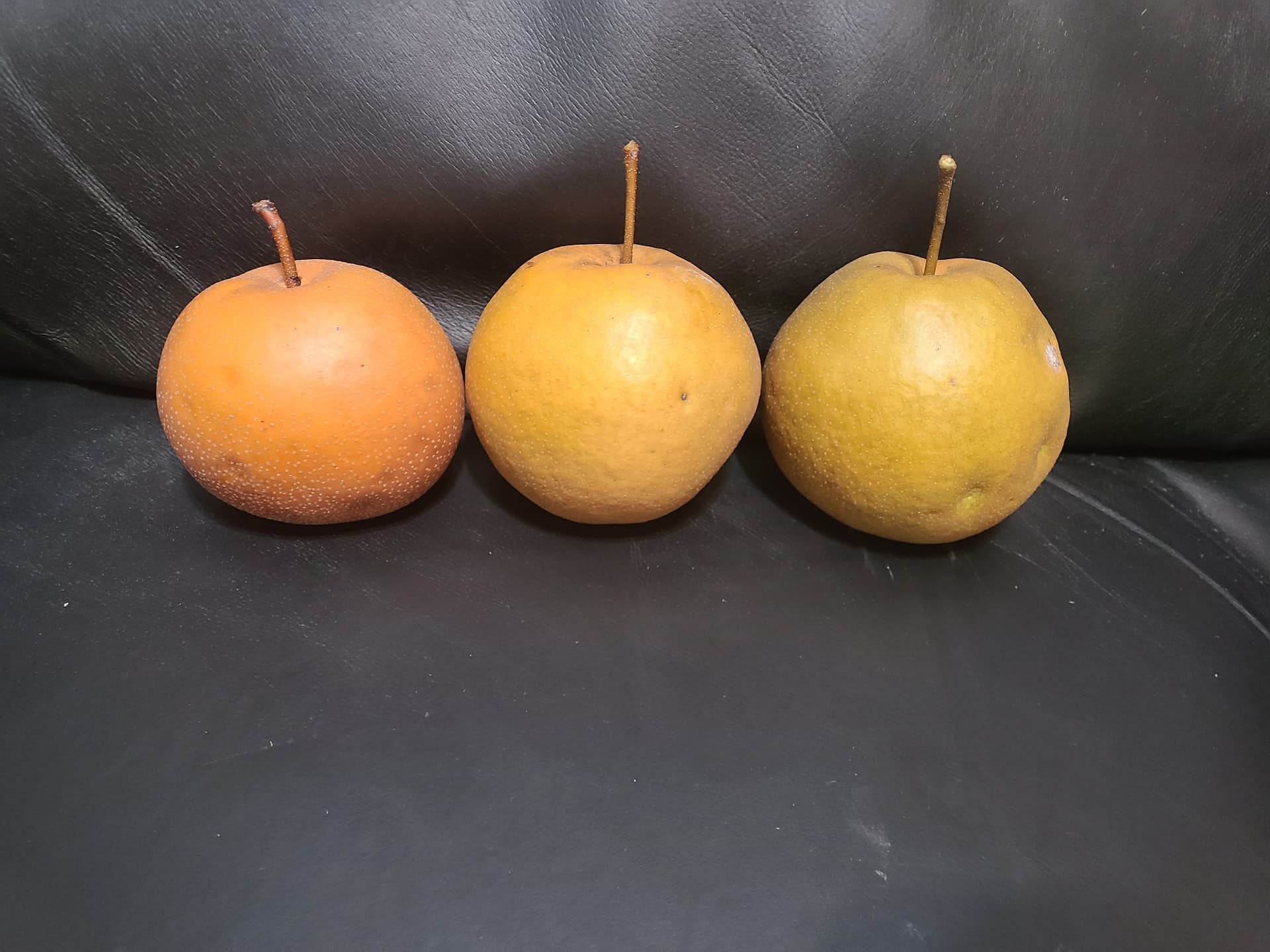 Korean Giant 2025 - General Fruit Growing - Growing Fruit