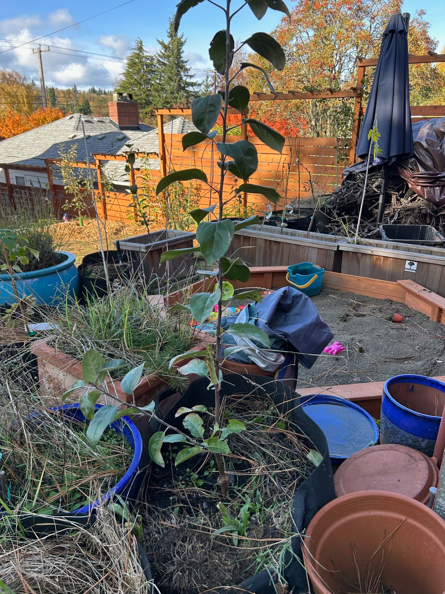 These are my first apple grafting successes. Which one should I plant? - General Fruit Growing ...