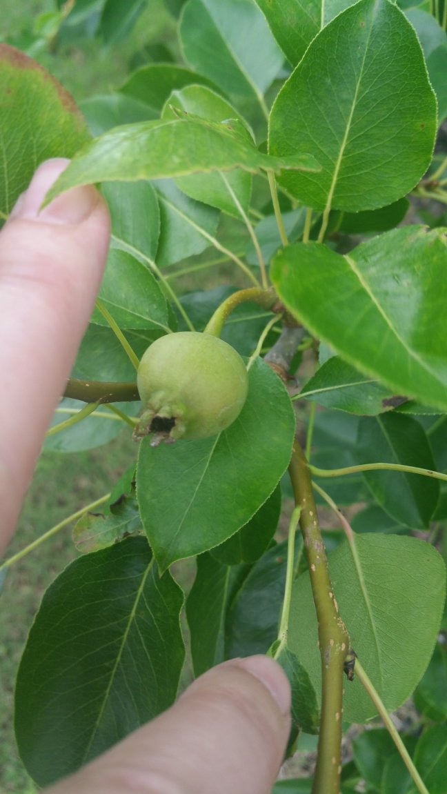 Biscamp Pear - Pollination - General Fruit Growing - Growing Fruit