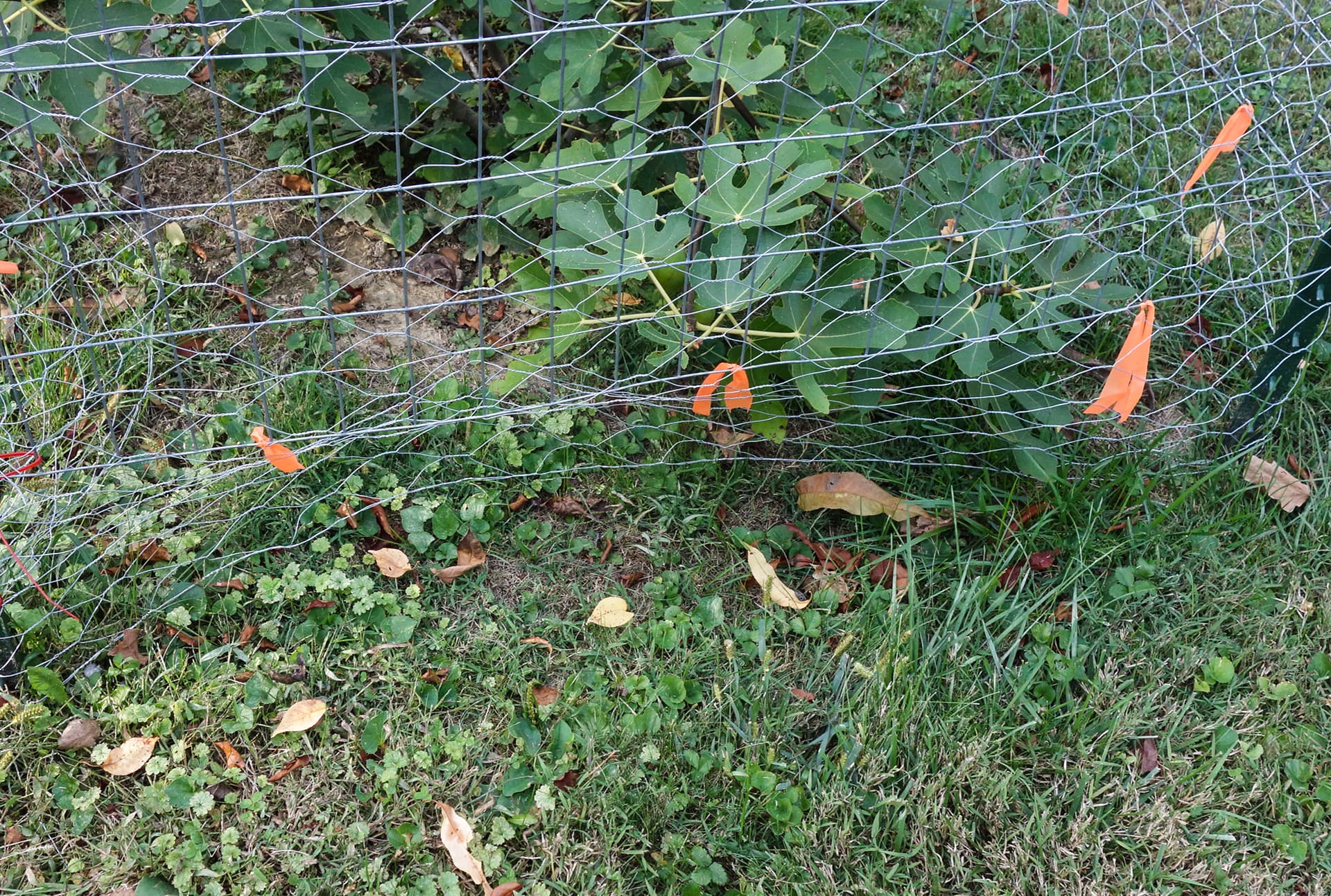 Examples of small animals pushing under chicken wire - General Fruit ...