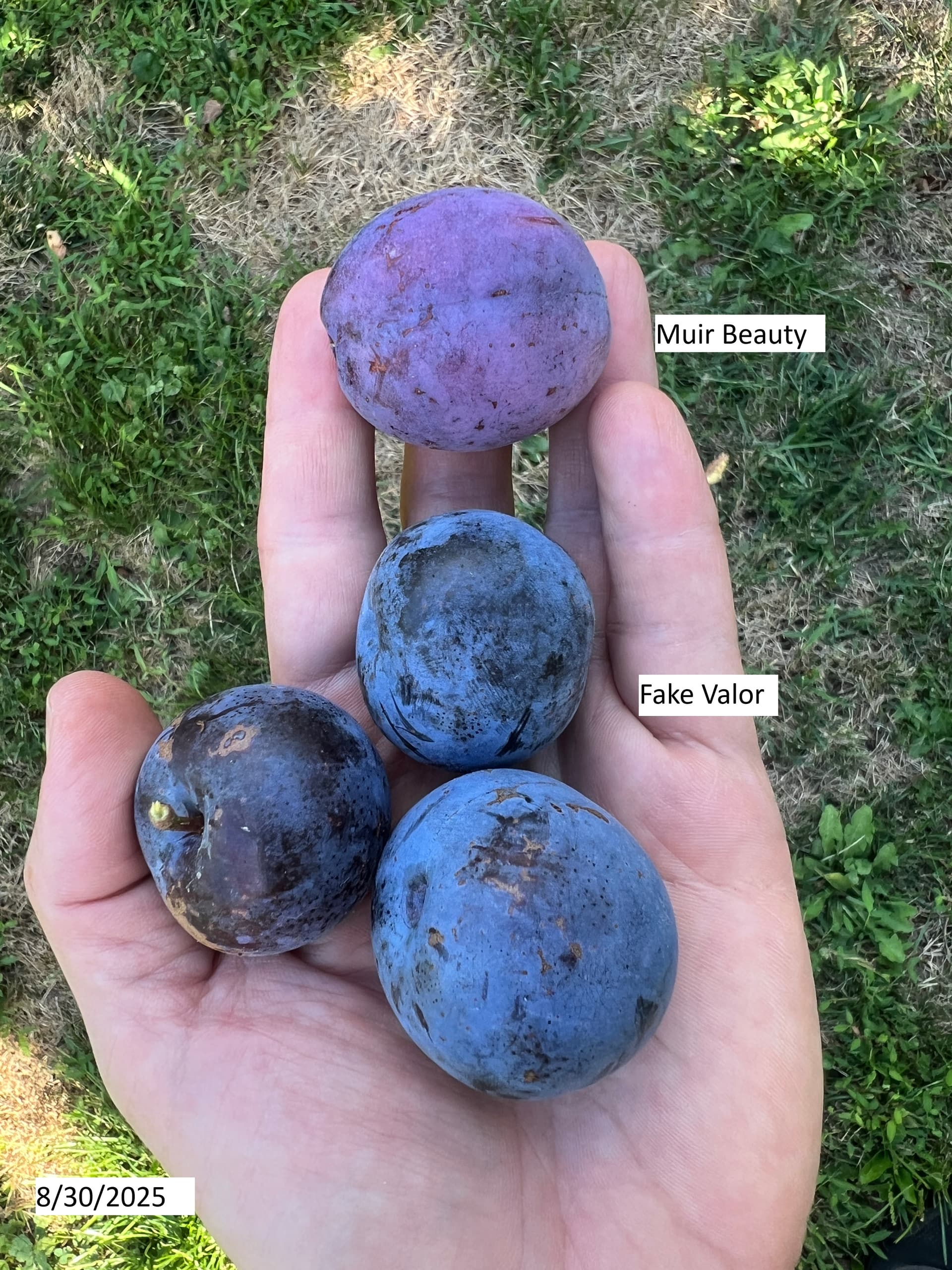 True identity of "fake" Valor plum from ACN - Page 2 - General Fruit ...
