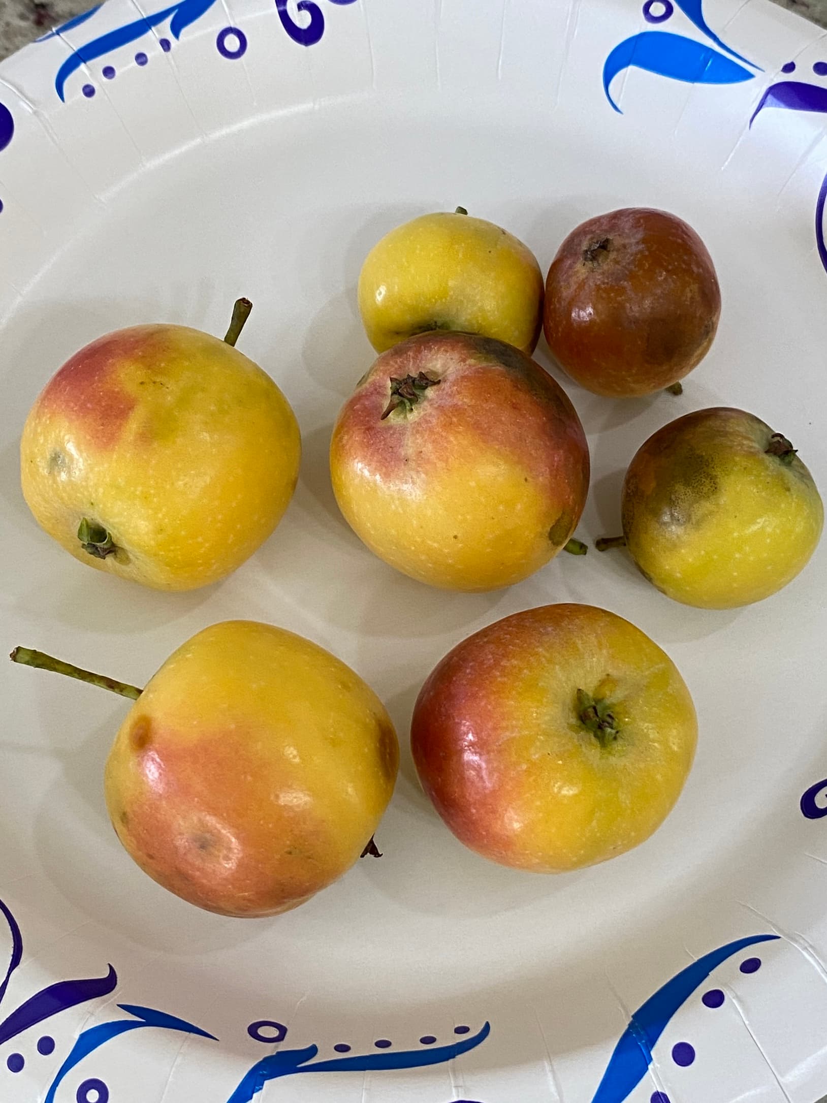 Jim Bastian's Orange Crab apple - General Fruit Growing - Growing Fruit