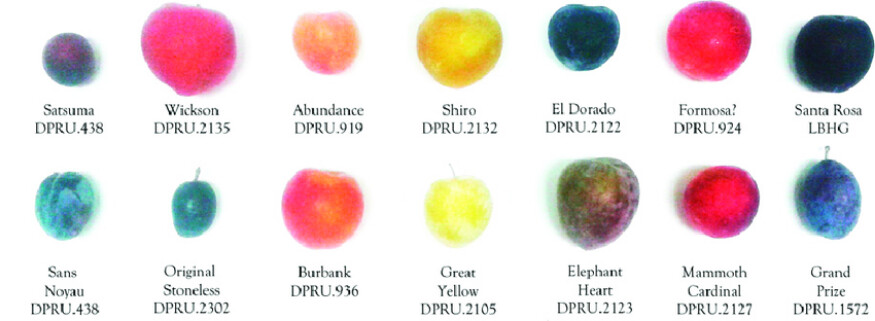 Cardinal Plum - General Fruit Growing - Growing Fruit