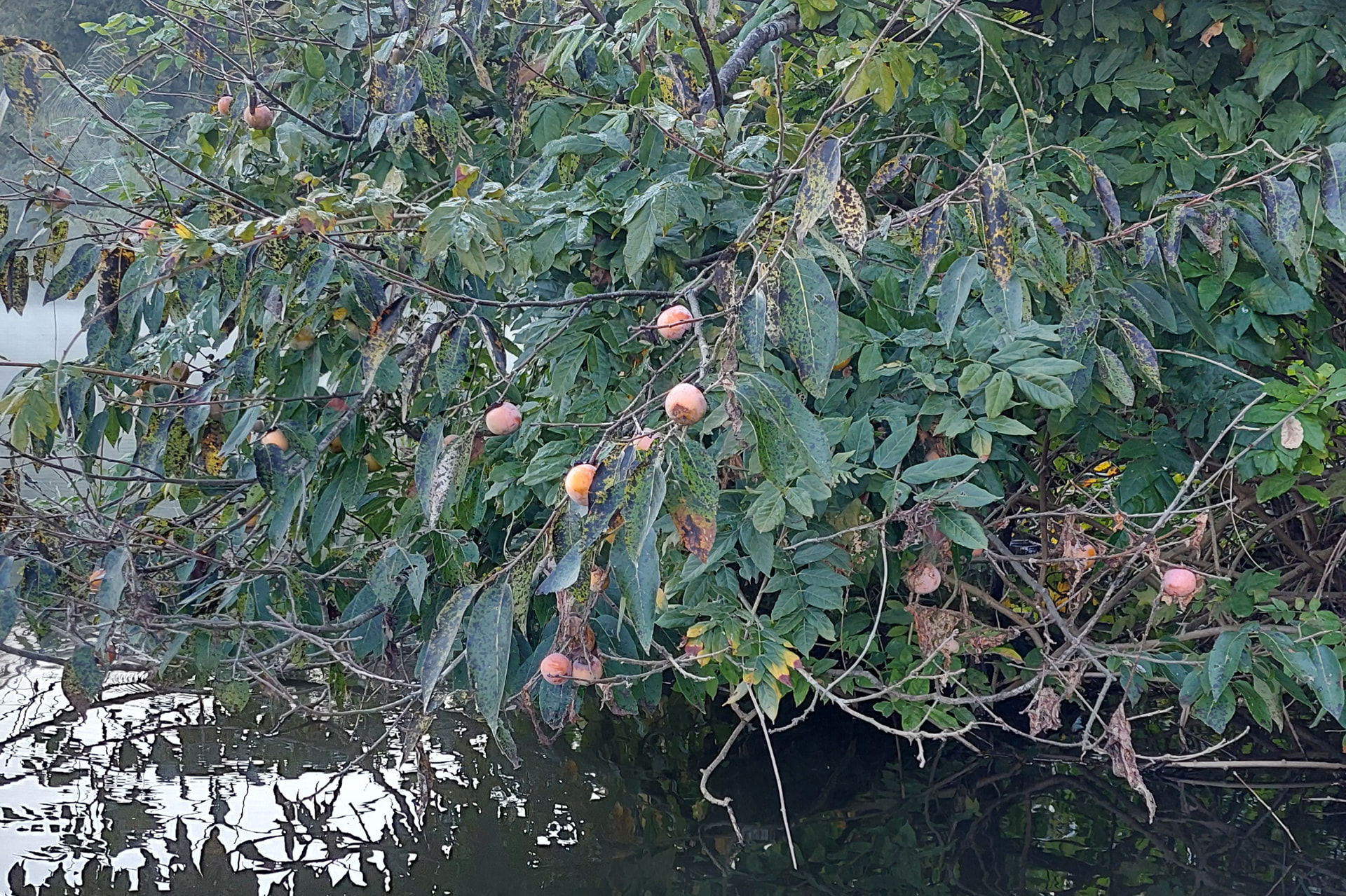 Wetland and swamp tolerant fruit plants? - General Fruit Growing ...