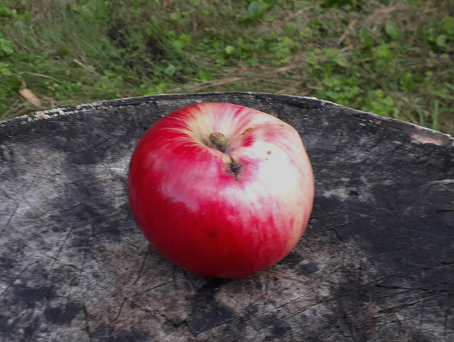 Carroll Apple - General Fruit Growing - Growing Fruit