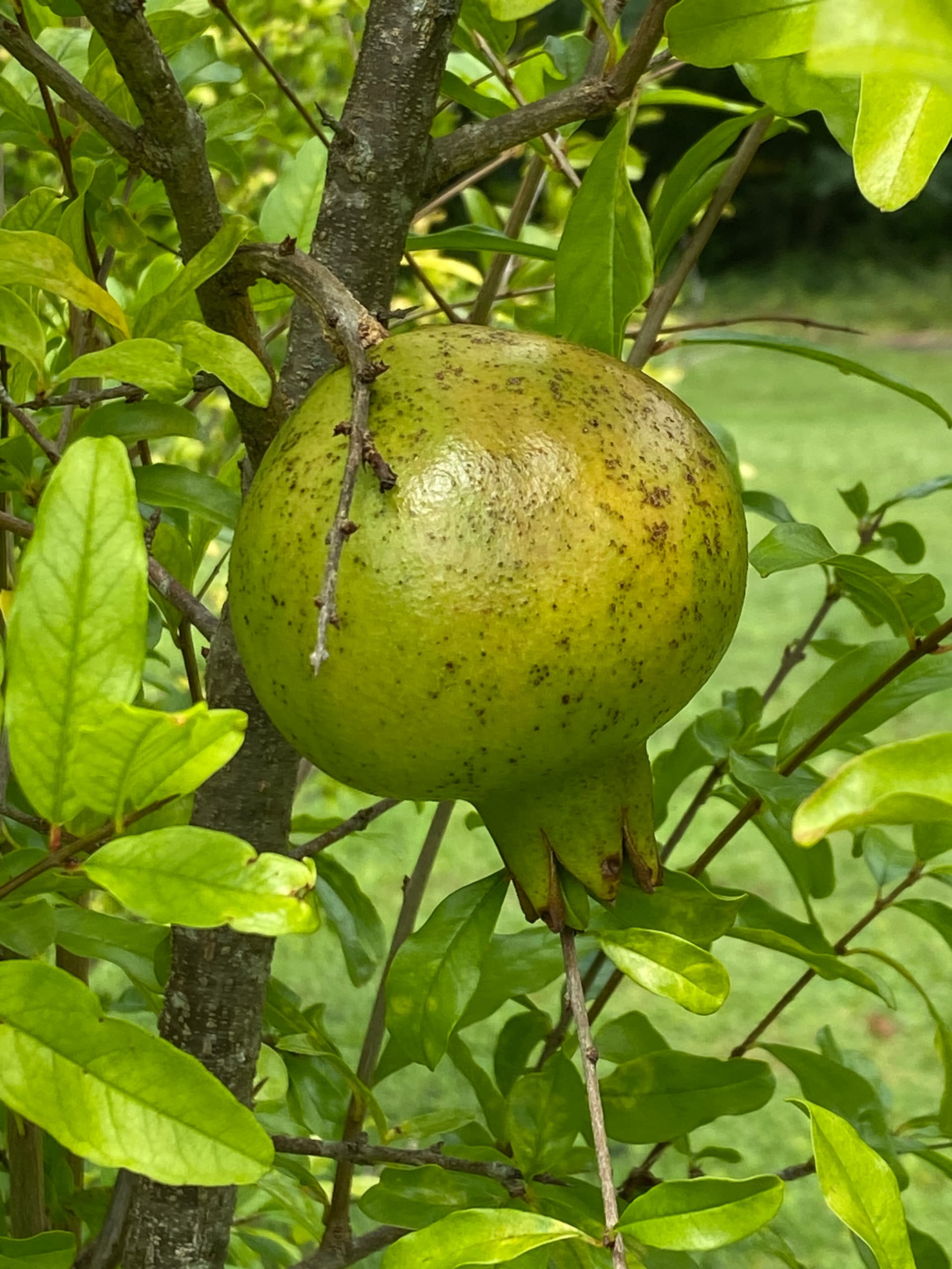 Pomegranates 2025 - General Fruit Growing - Growing Fruit