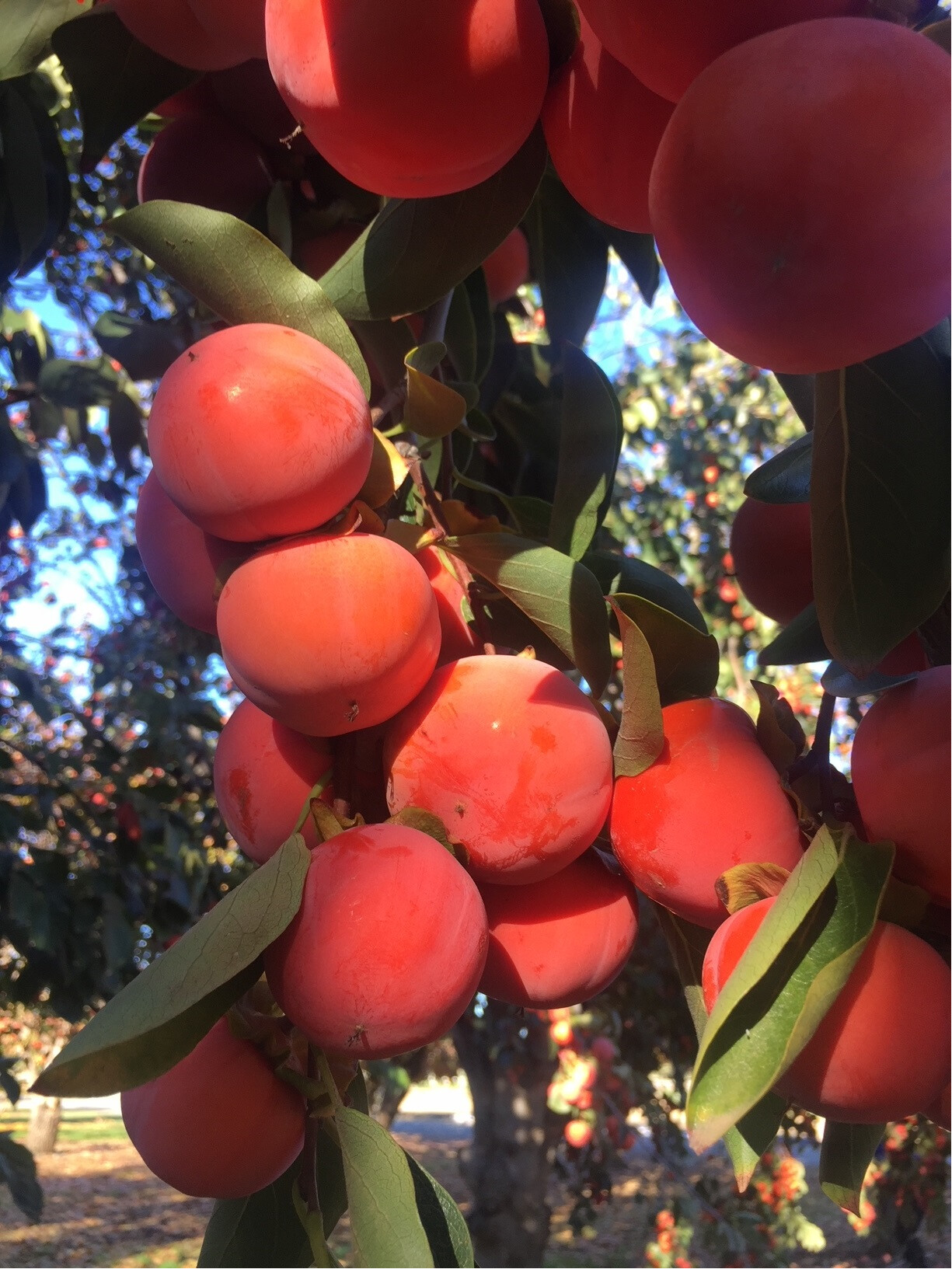 Need Help: Pawpaw, Persimmon, and Elderberry Pics! - Page 2 - General ...