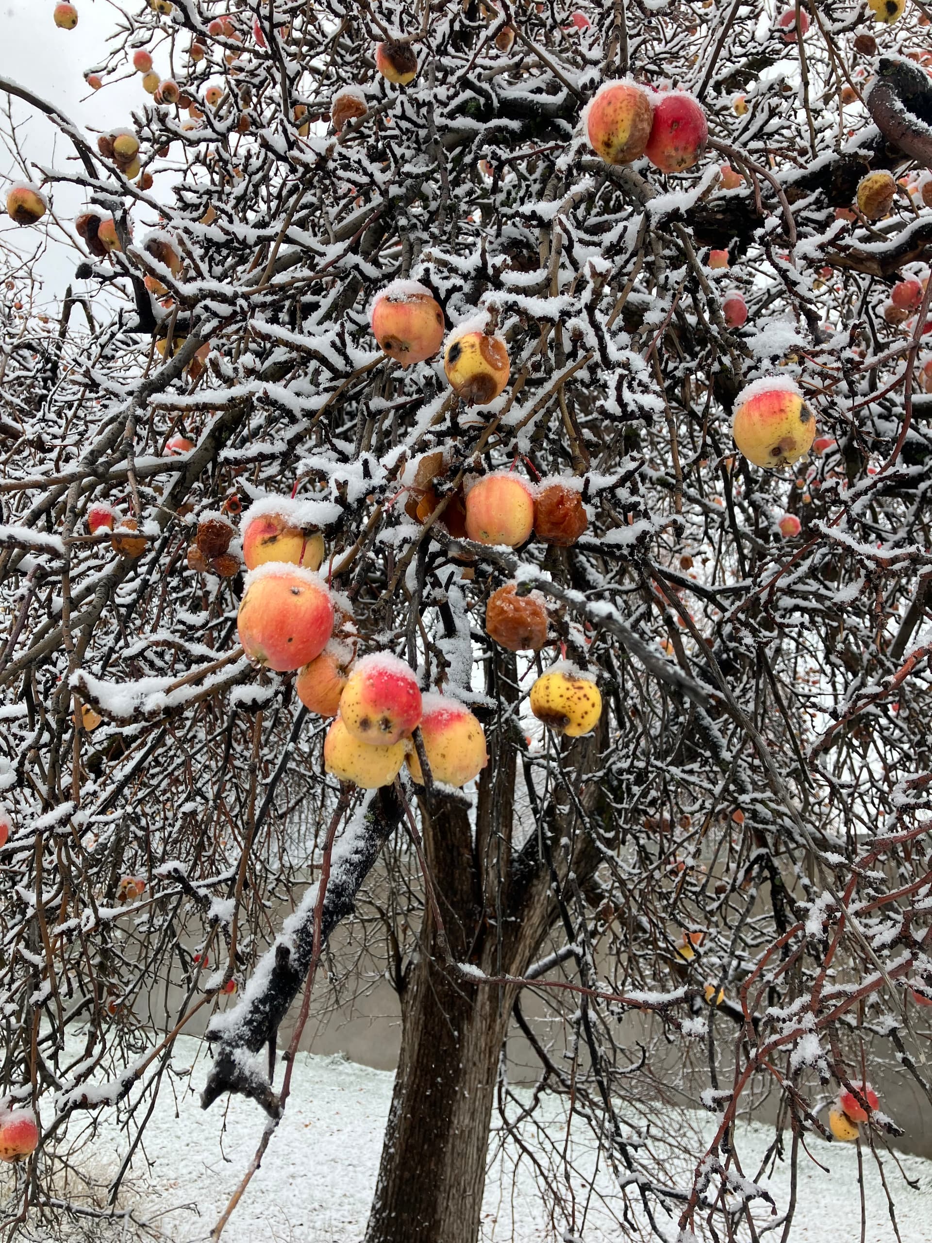 Two Montana Roadside Apples, 23 Brix - General Fruit Growing - Growing Fruit