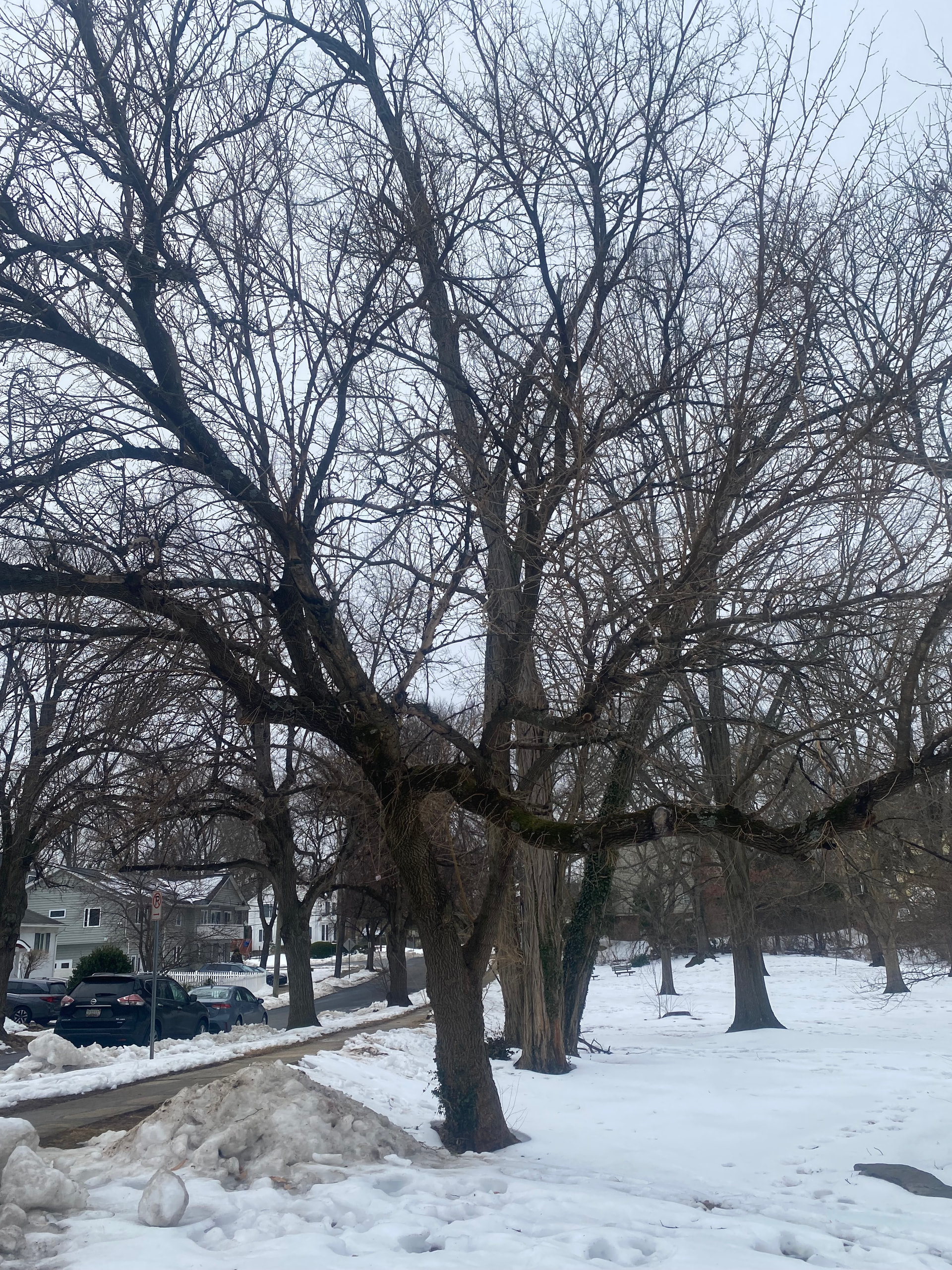 ID old mulberry tree - General Fruit Growing - Growing Fruit
