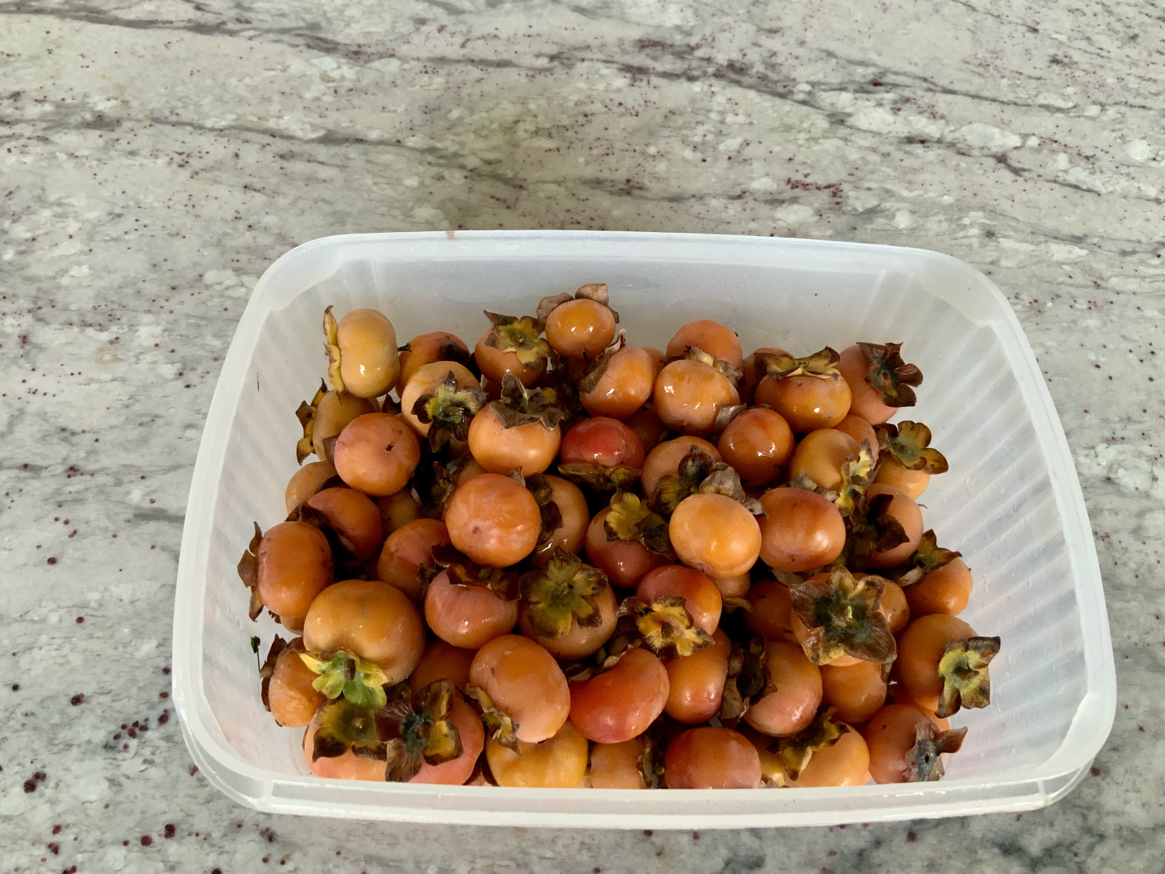 Mini persimmons in 3b, Canada - General Fruit Growing - Growing Fruit