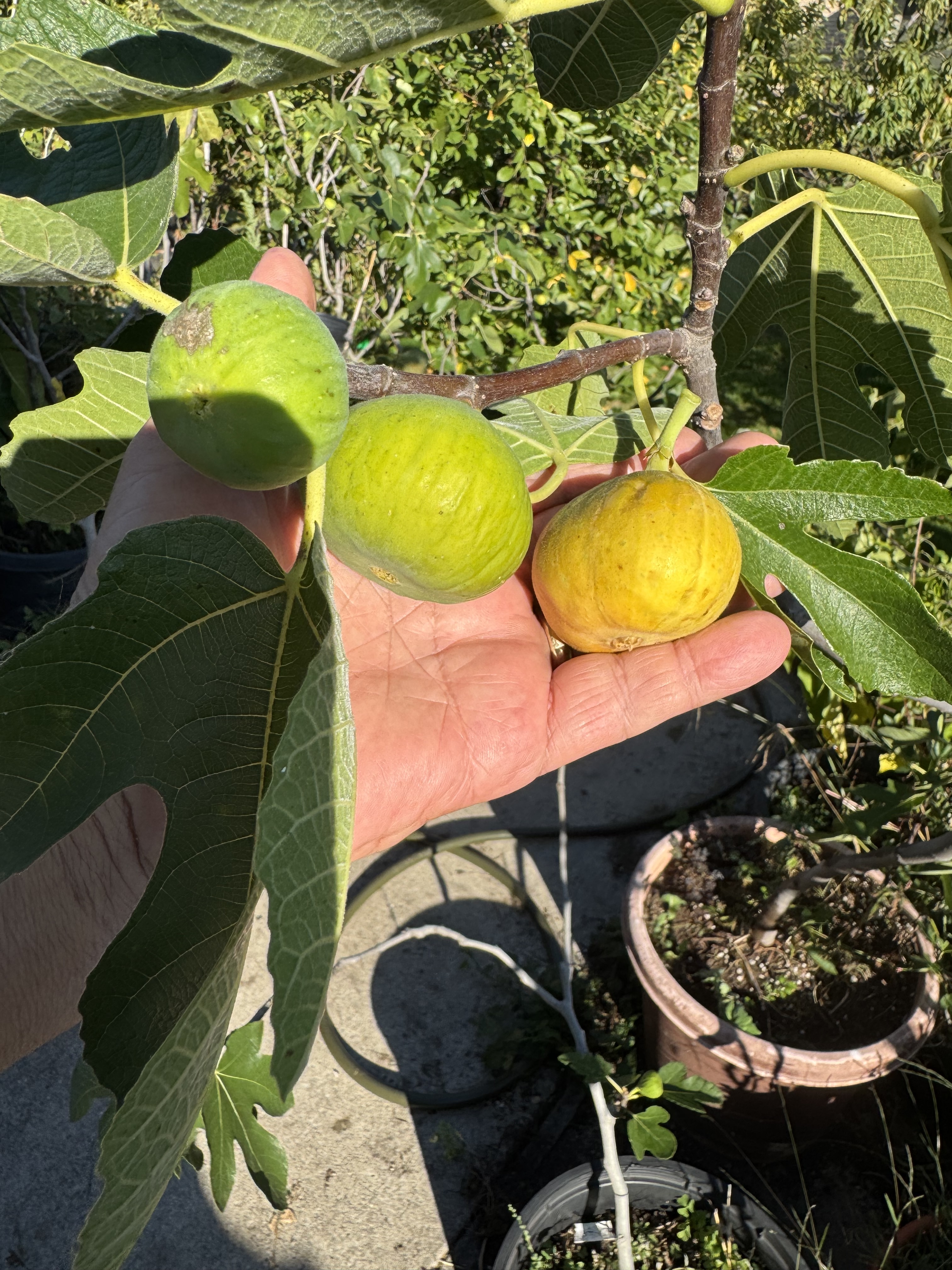 Fig seedling #5 - General Fruit Growing - Growing Fruit