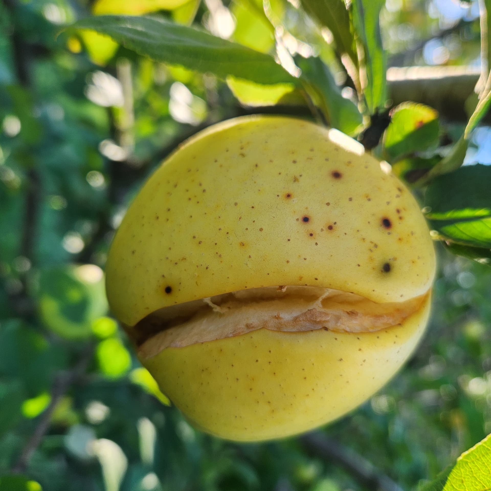 Winter Banana apple problem - General Fruit Growing - Growing Fruit