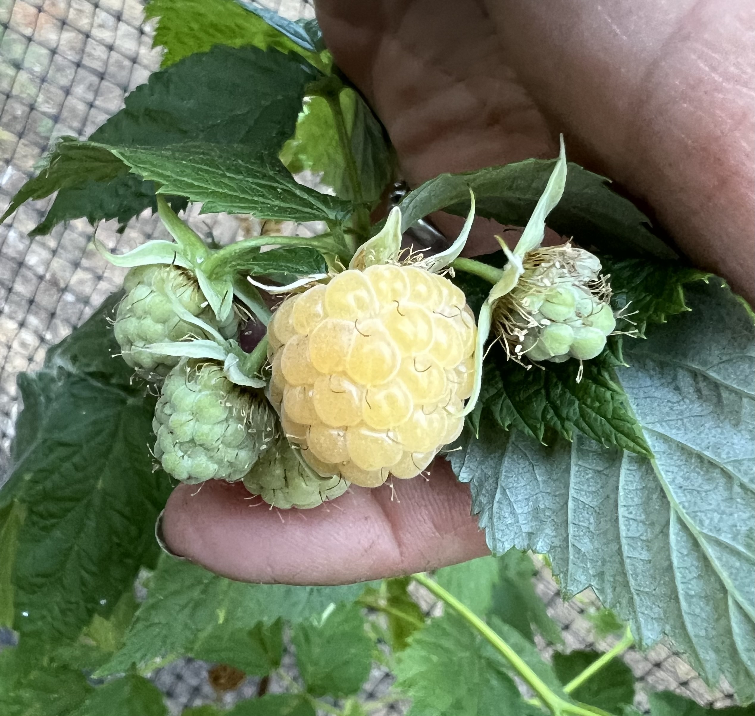 Raspberries with tropical flavor - General Fruit Growing - Growing Fruit