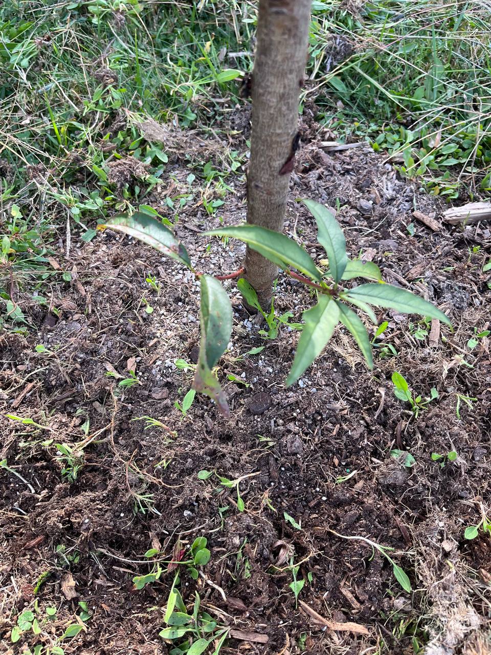 Peach Tree Fungal Issues in PA 6b - General Fruit Growing - Growing Fruit