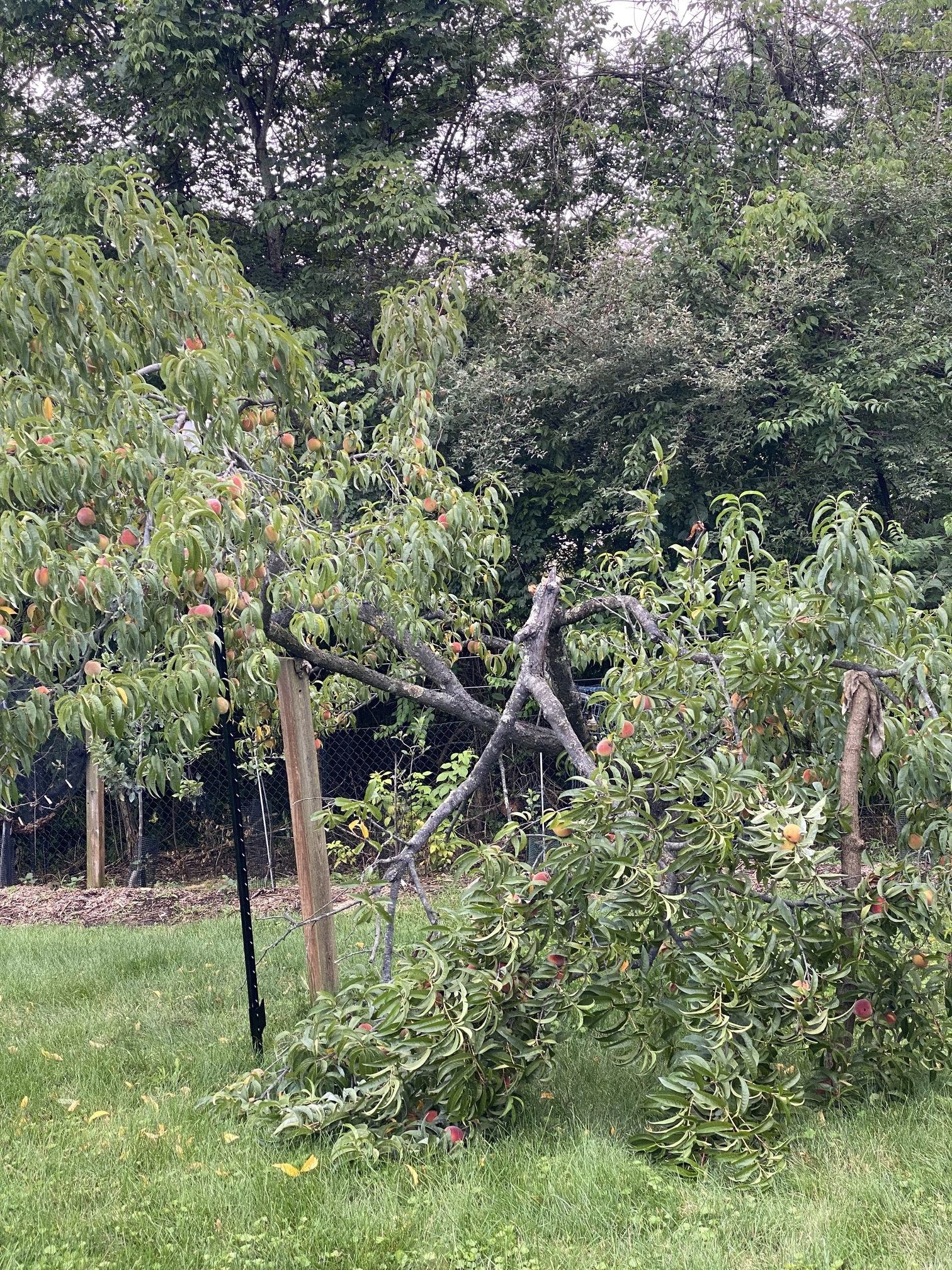 Long-term sunscald damage illustrated - General Fruit Growing - Growing ...