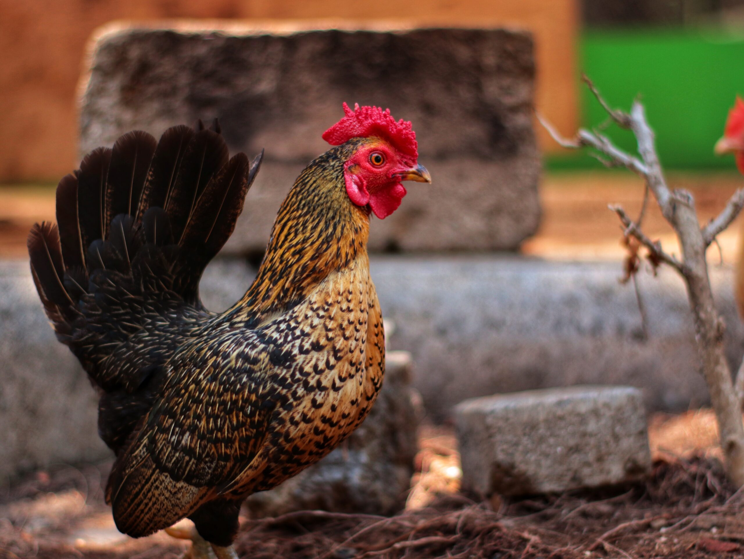 There is no money in chickens for the orchard? Fact or myth? - General ...