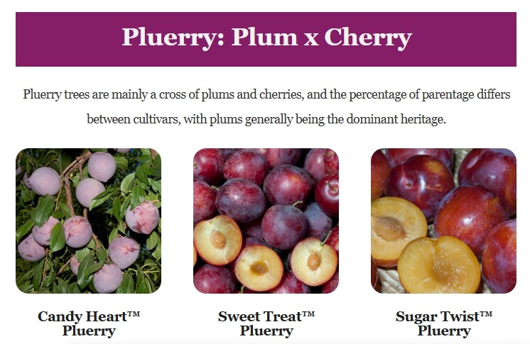 Pluerry: Plum x Cherry...anyone grow them? - General Fruit Growing ...