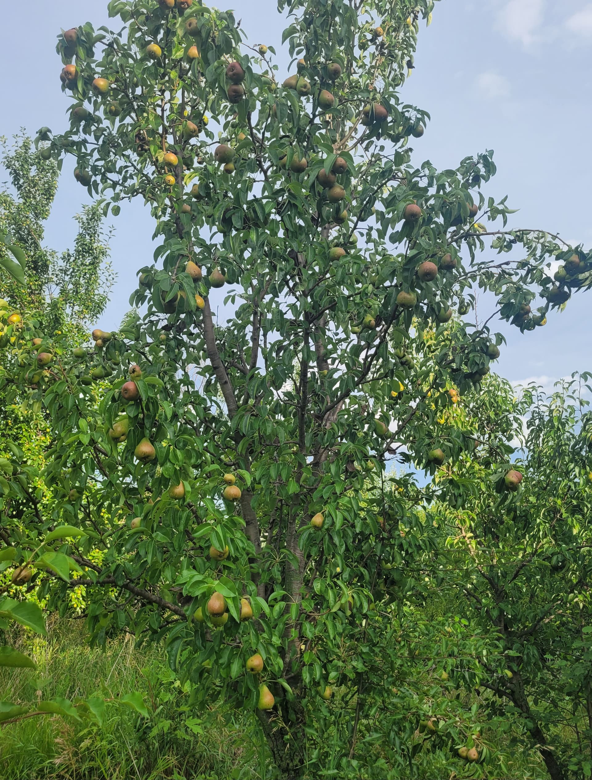 Orchard walk 2025 - General Fruit Growing - Growing Fruit