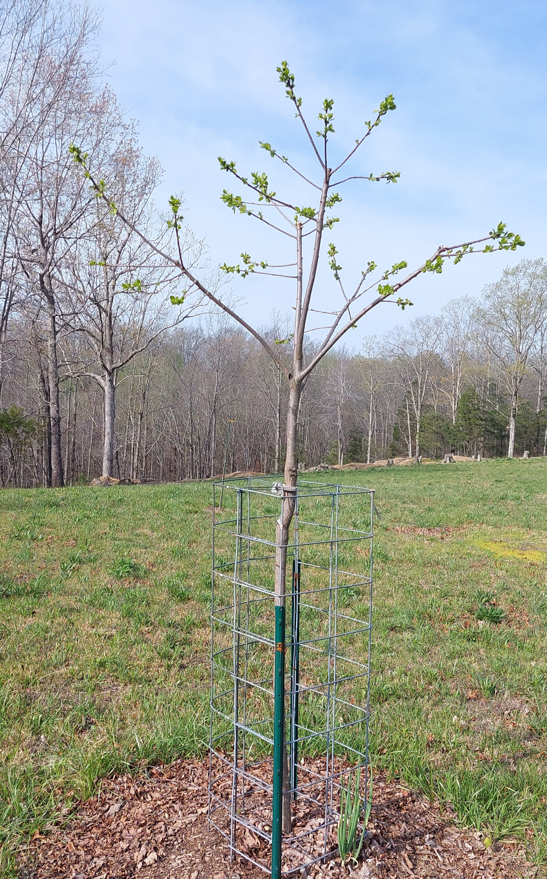 Got any photos of your orchard / trees in the spring? - General Fruit ...