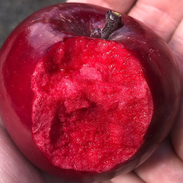 Rose Pendragon - General Fruit Growing - Growing Fruit