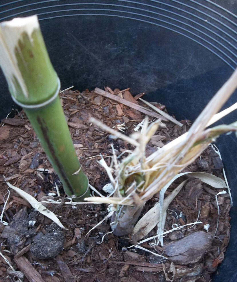 Vincent Verry Cherry seedling - Page 2 - General Fruit Growing ...