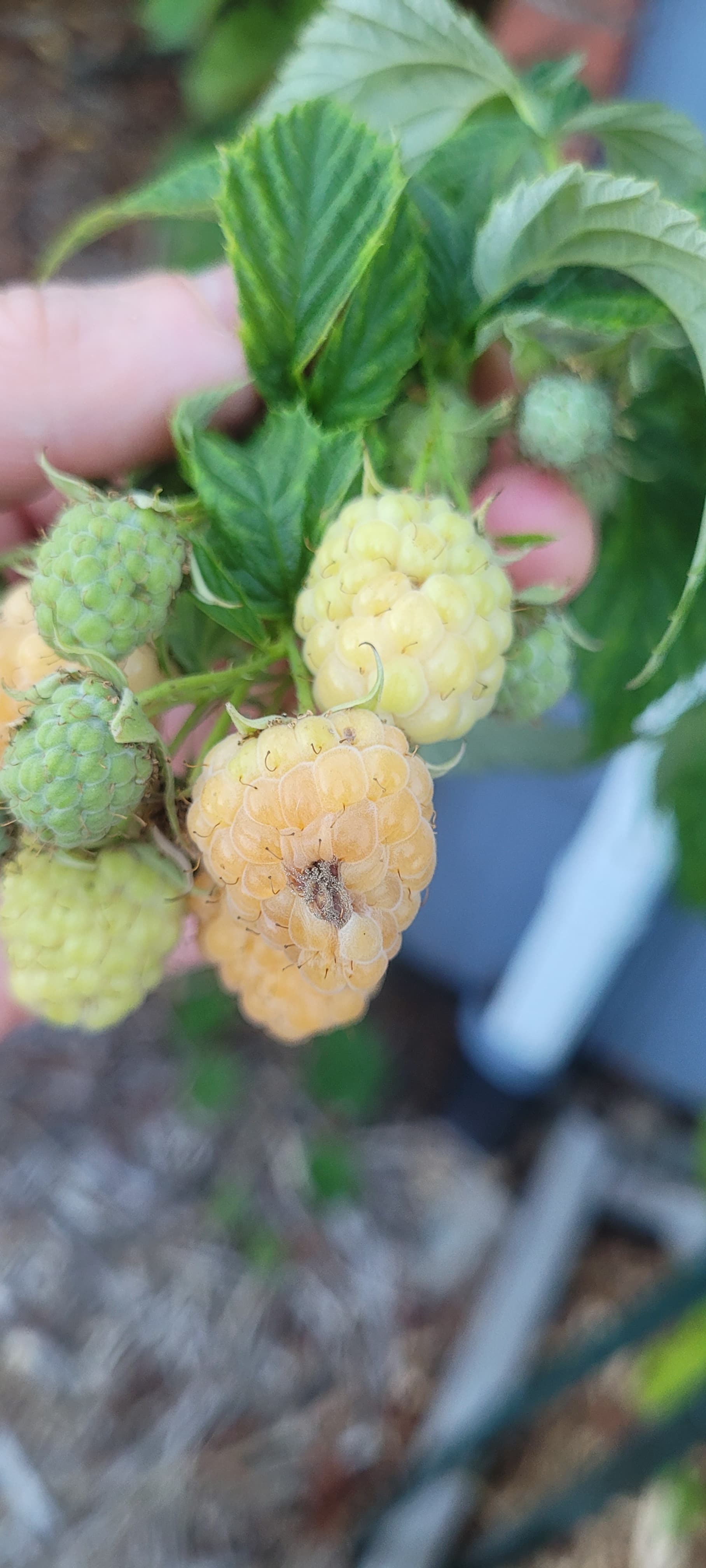 What's Wrong with My Anne Raspberries? - General Fruit Growing ...