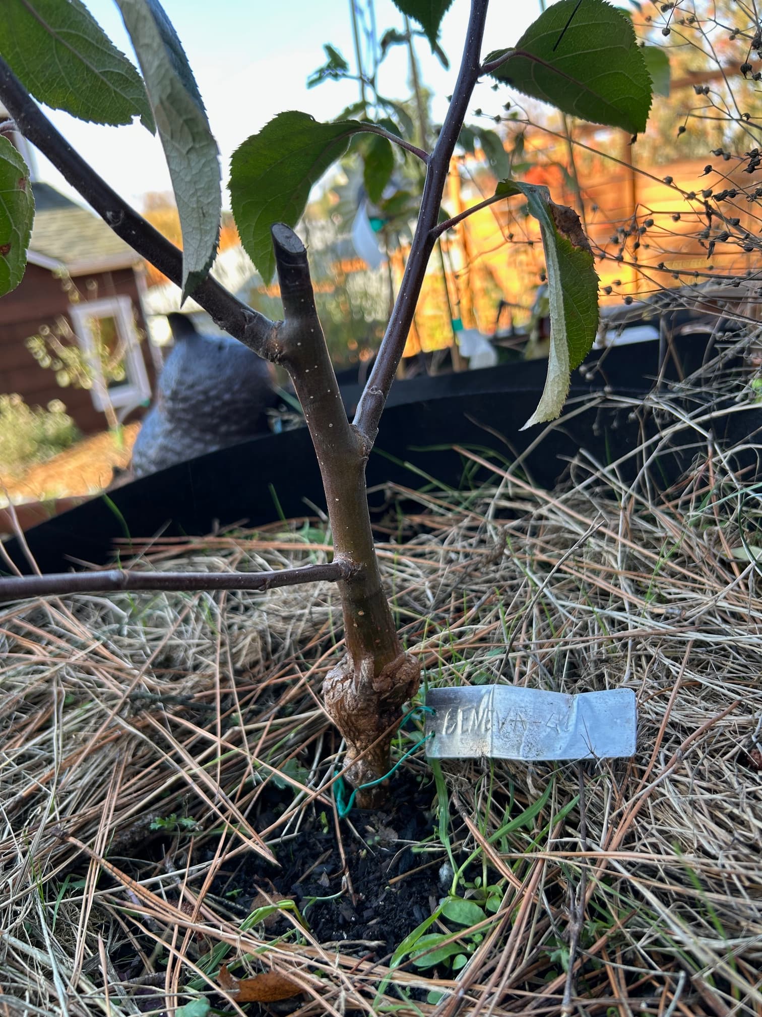 These are my first apple grafting successes. Which one should I plant? - General Fruit Growing ...