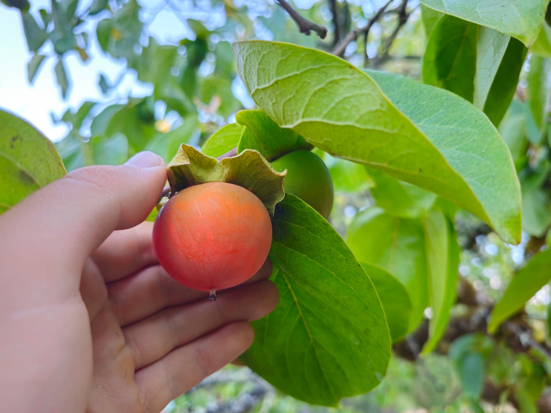 Early Ripening Persimmons? - General Fruit Growing - Growing Fruit
