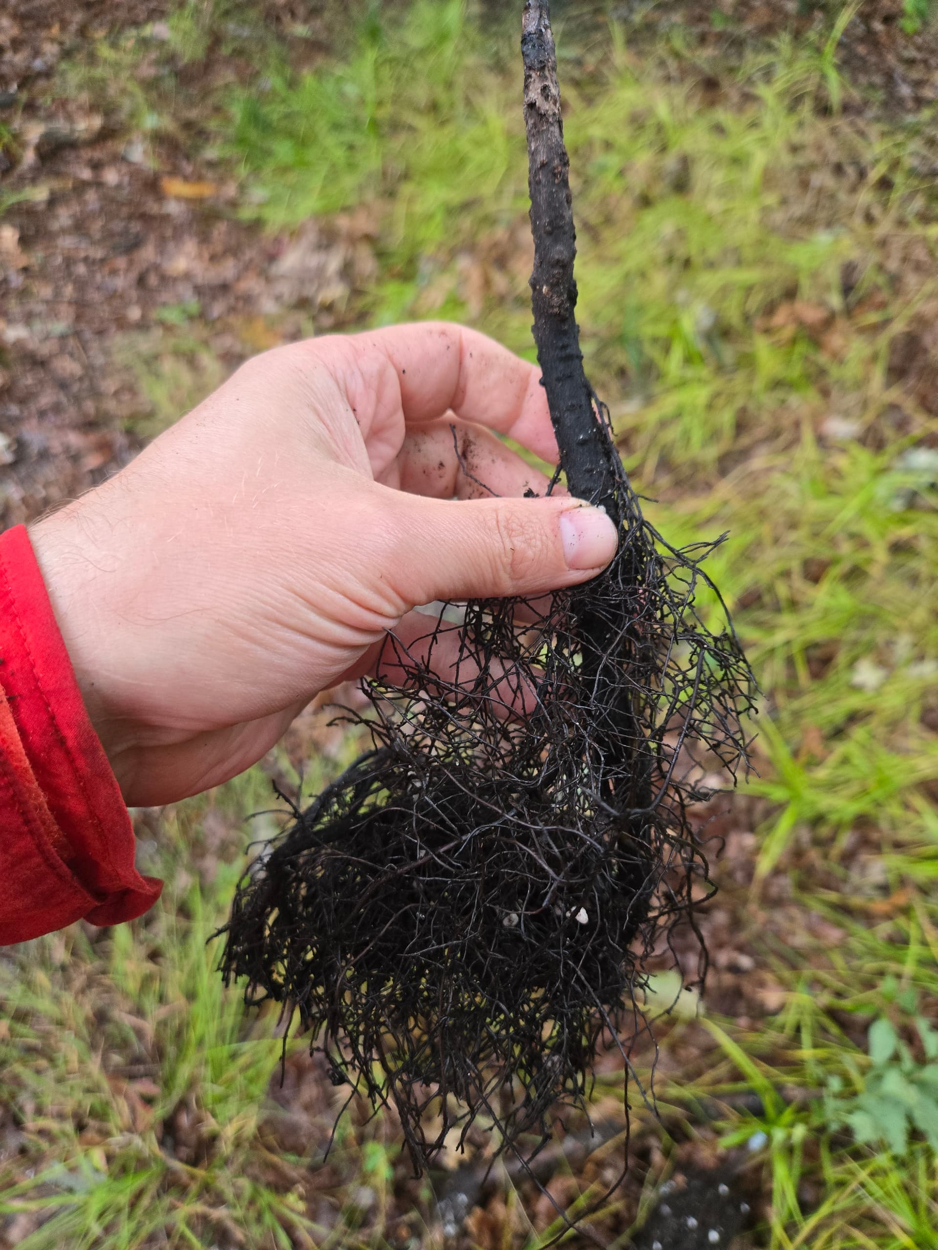 Potted Persimmon Root Performance Comparison - Look at these rootballs ...