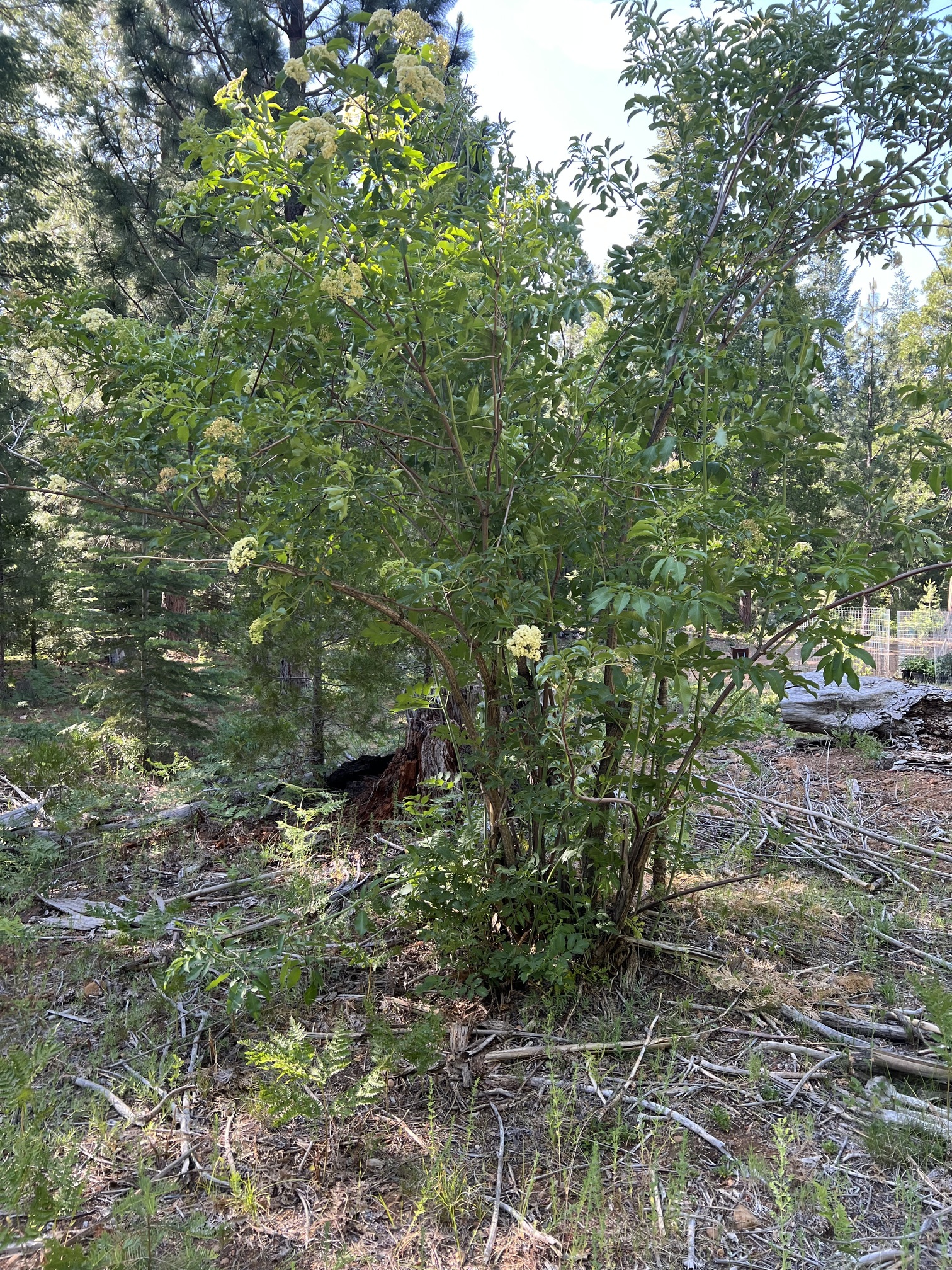Sambucus Cerulea Blue Elder - General Fruit Growing - Growing Fruit