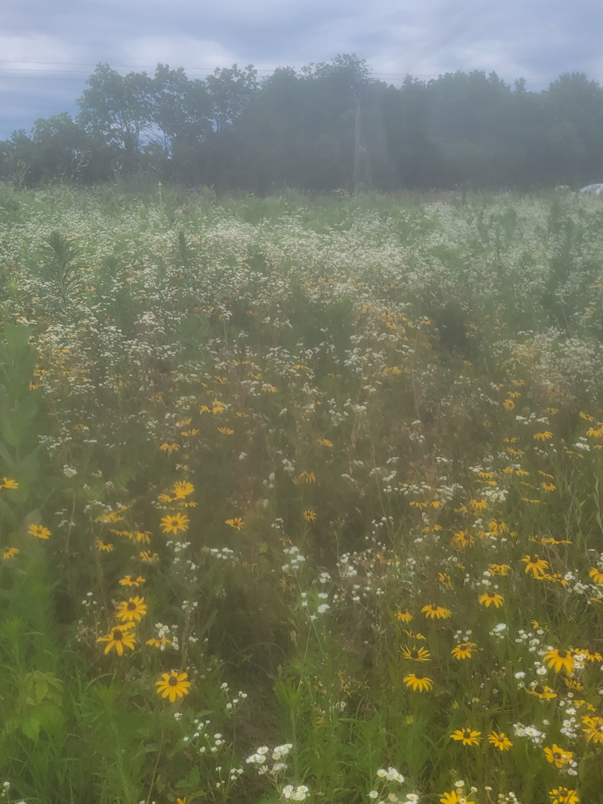 Pretty wild country and its mine - General Gardening - Growing Fruit