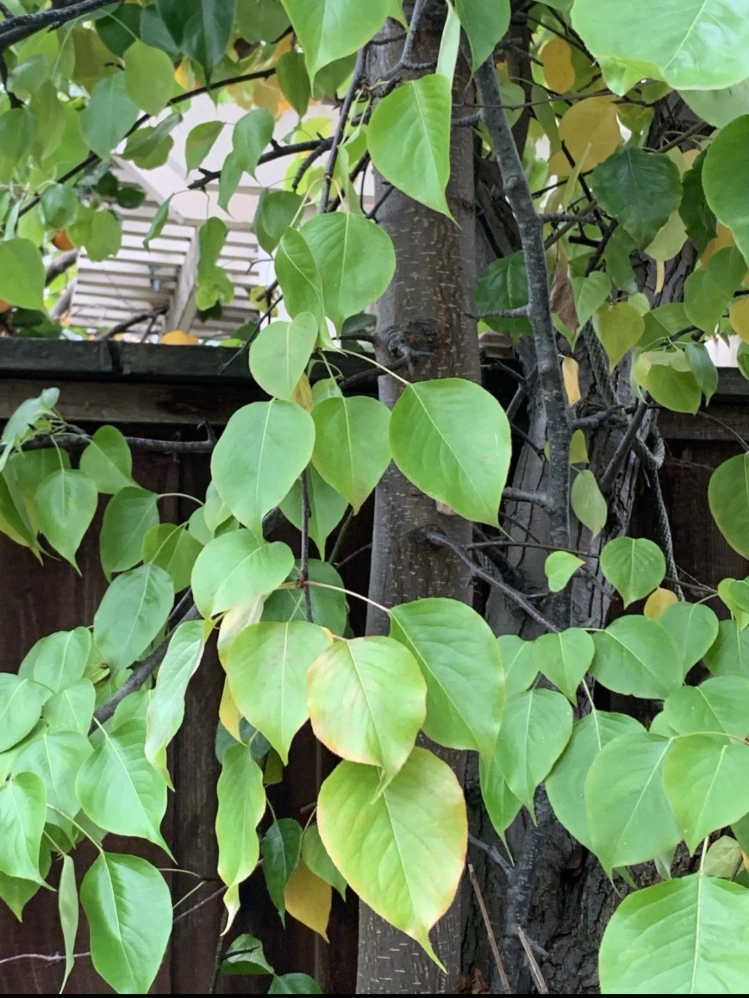 Asian Snow Pear - General Fruit Growing - Growing Fruit