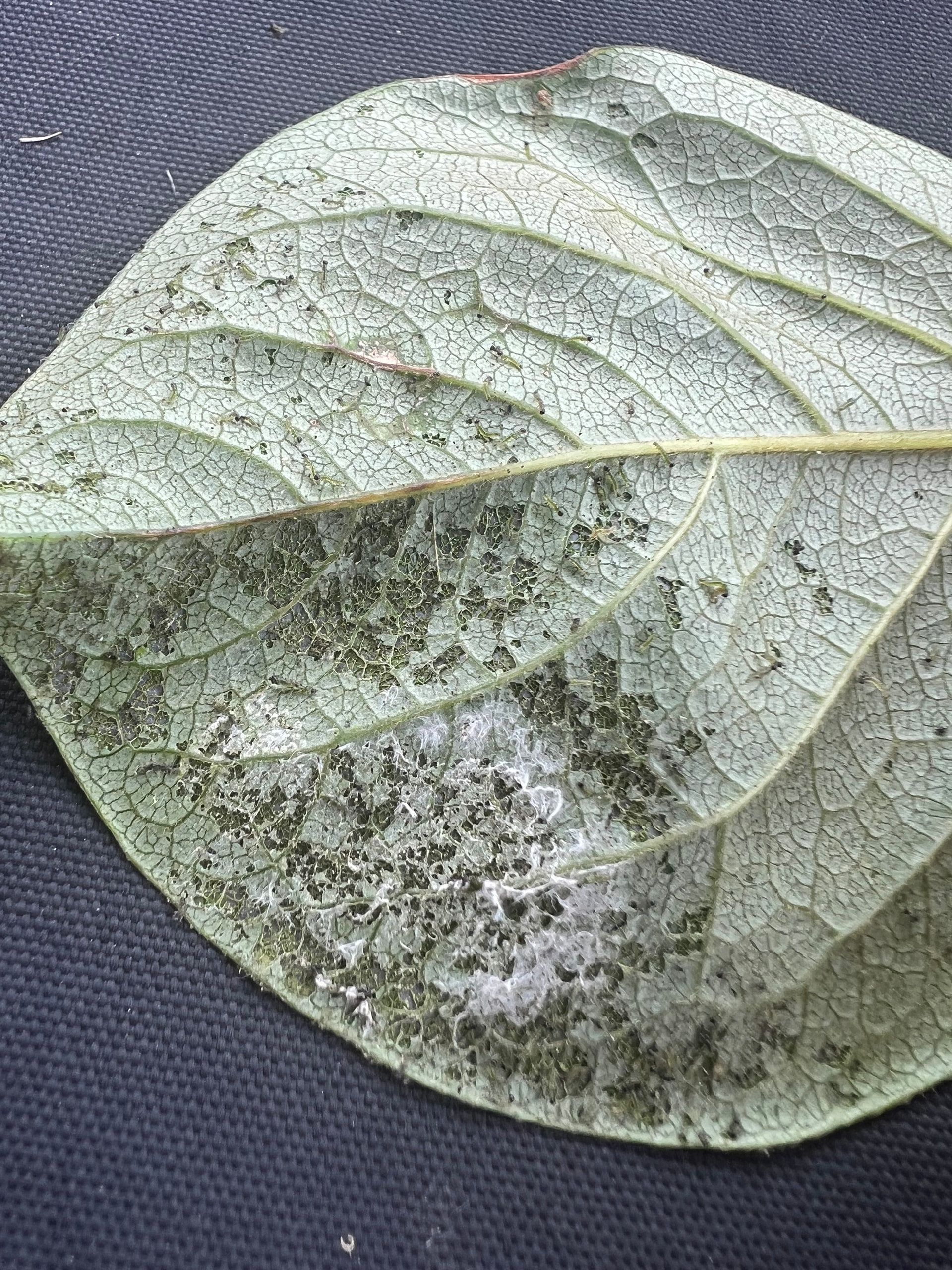 Persimmon worm ID - General Fruit Growing - Growing Fruit