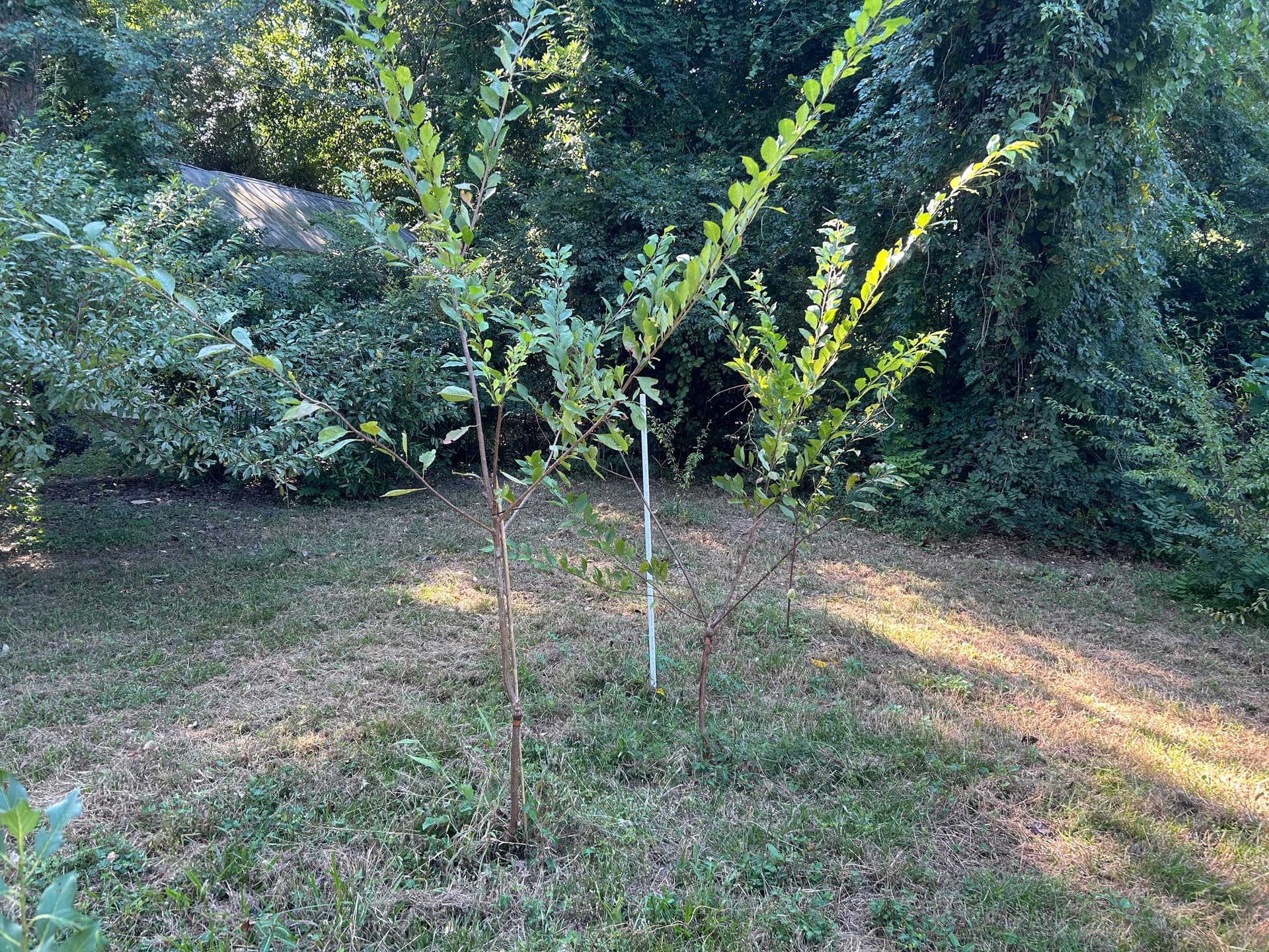 Trialing Gulf Series Plums in S. Georgia - General Fruit Growing ...