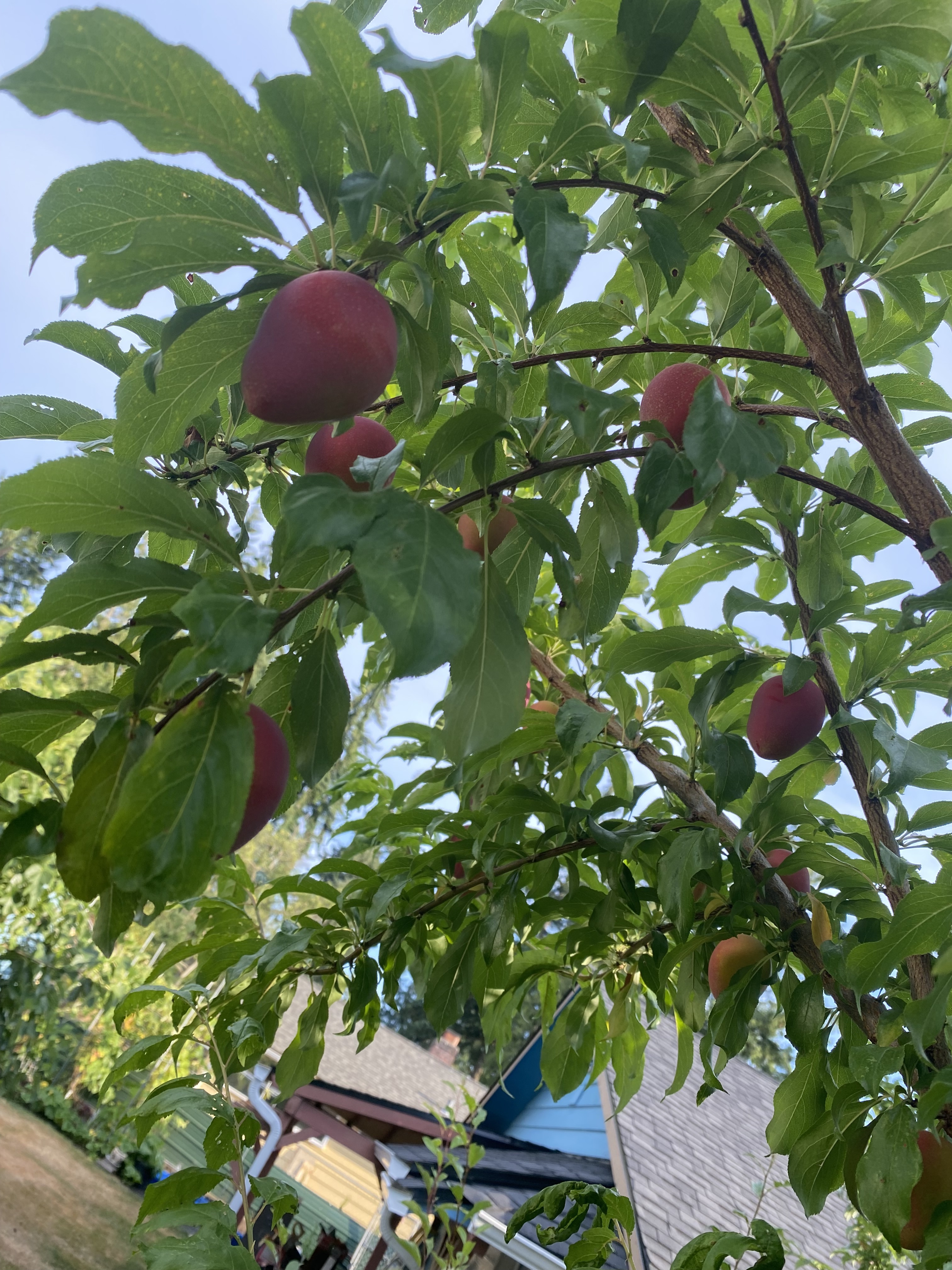 Sweet Treat Pluerry - General Fruit Growing - Growing Fruit