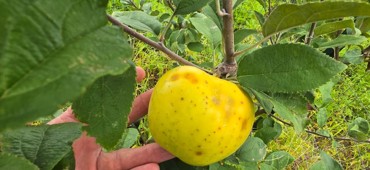 Mott's Pink Cork Spot - General Fruit Growing - Growing Fruit