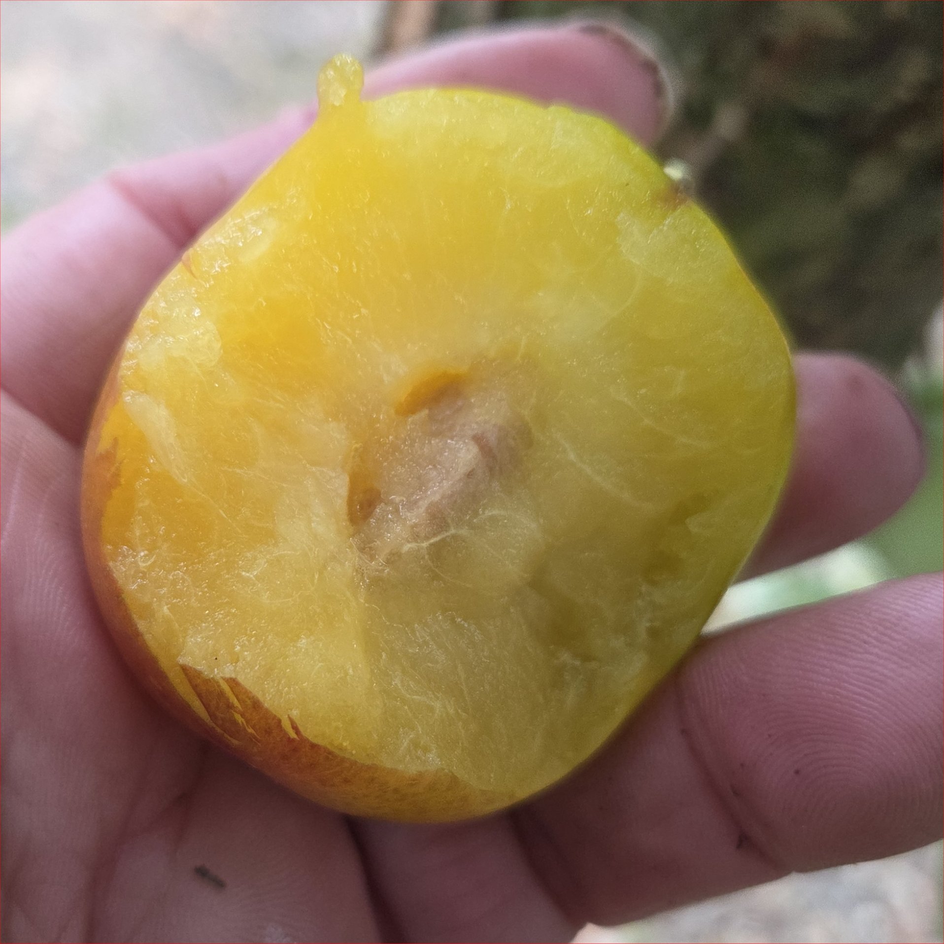 Japanese Plum not the variety it should be? - General Fruit Growing ...