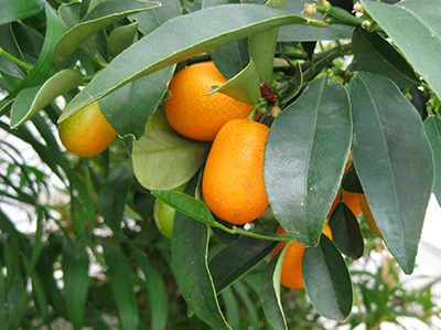 All about Satsuma oranges only - General Fruit Growing - Growing Fruit