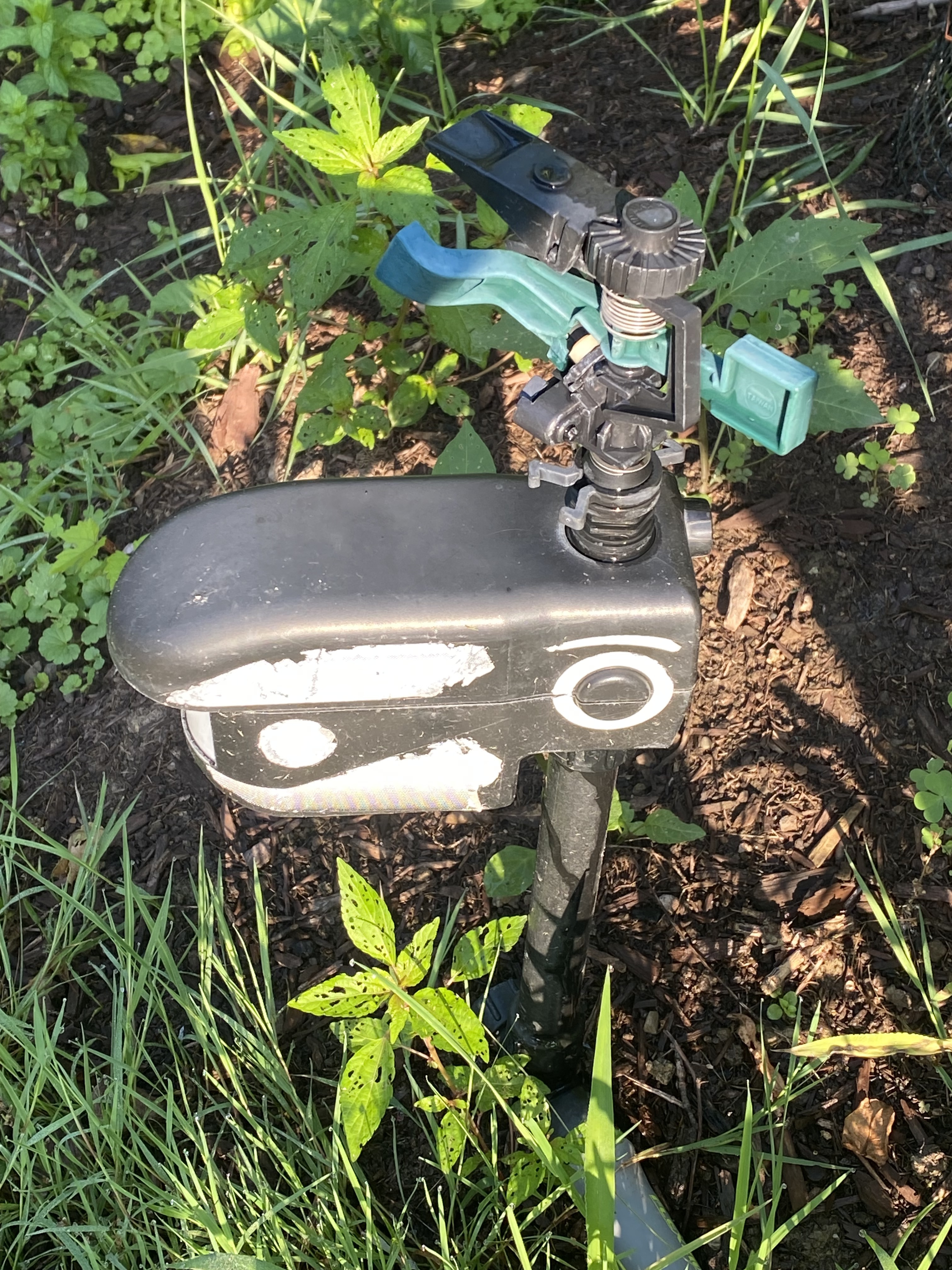 Deer are getting bolder - General Gardening - Growing Fruit